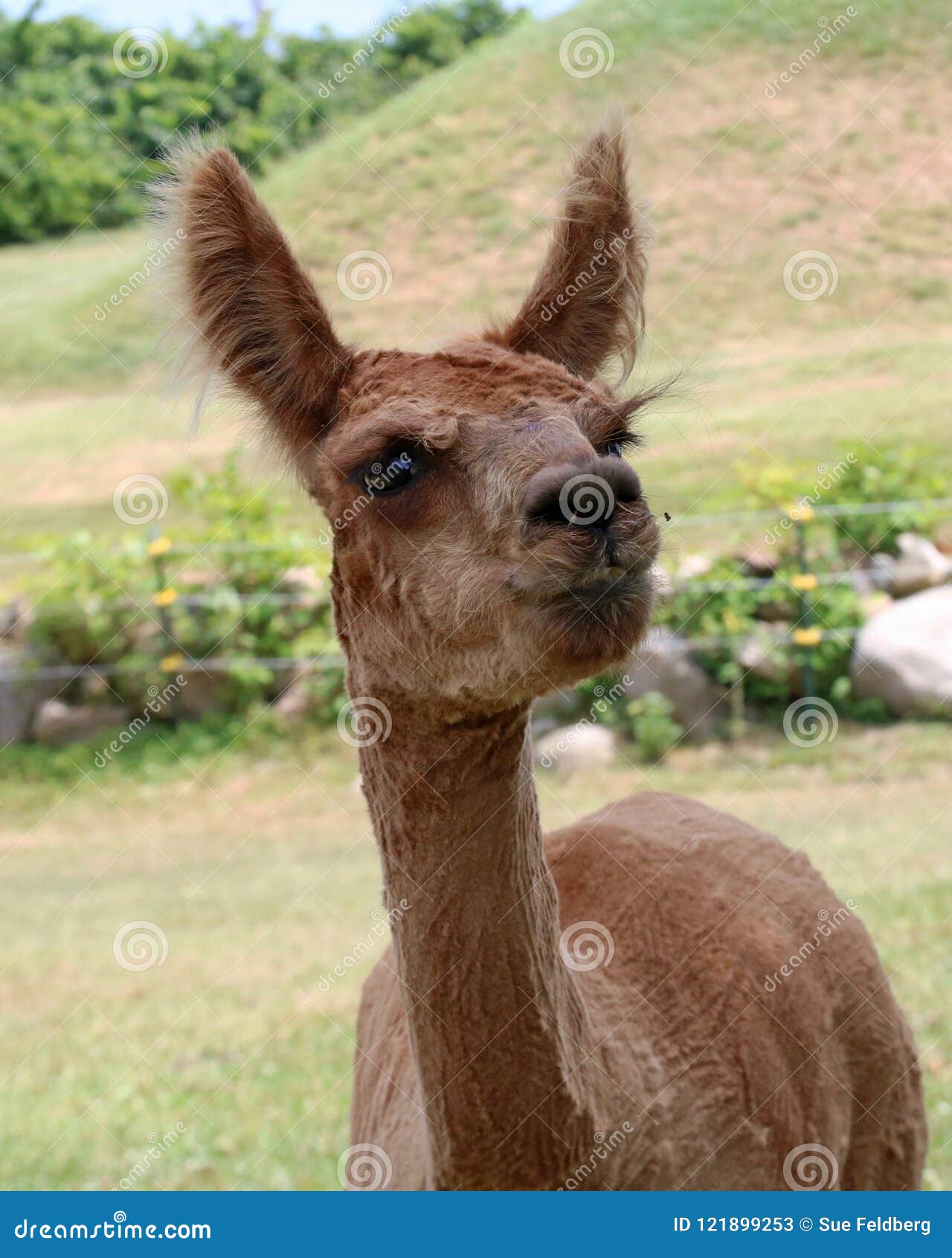 Friendly Alpaca on a Farm stock image. Image of silly - 121899253