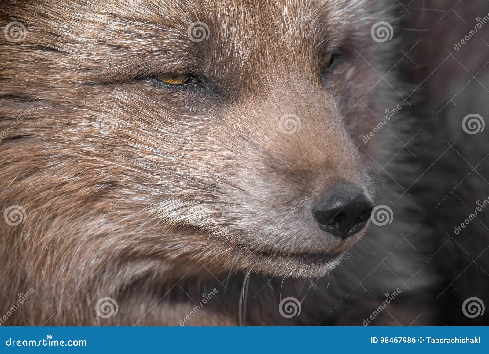 Friendly Arctic Fox in the Westfjords Iceland Stock Photo - Image of ...