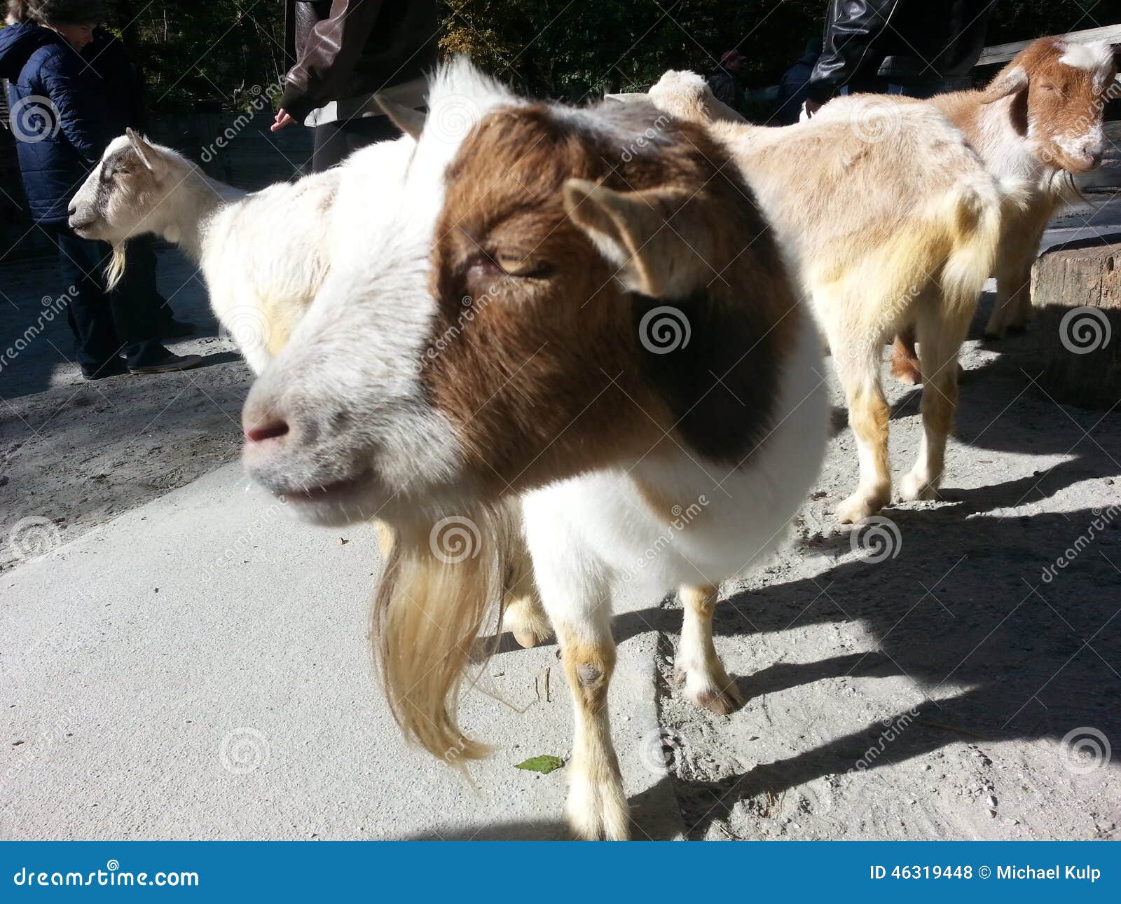 Friendly barnyard goats. stock photo. Image of animal - 46319448