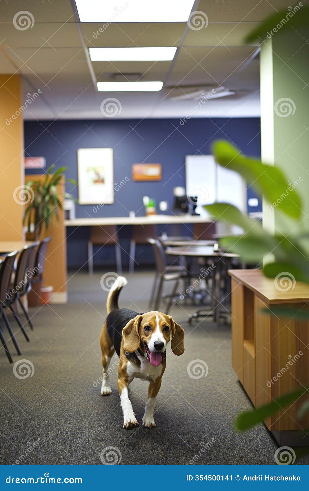Friendly Beagle Wagging Its Tail As it Walks through the Office Break ...