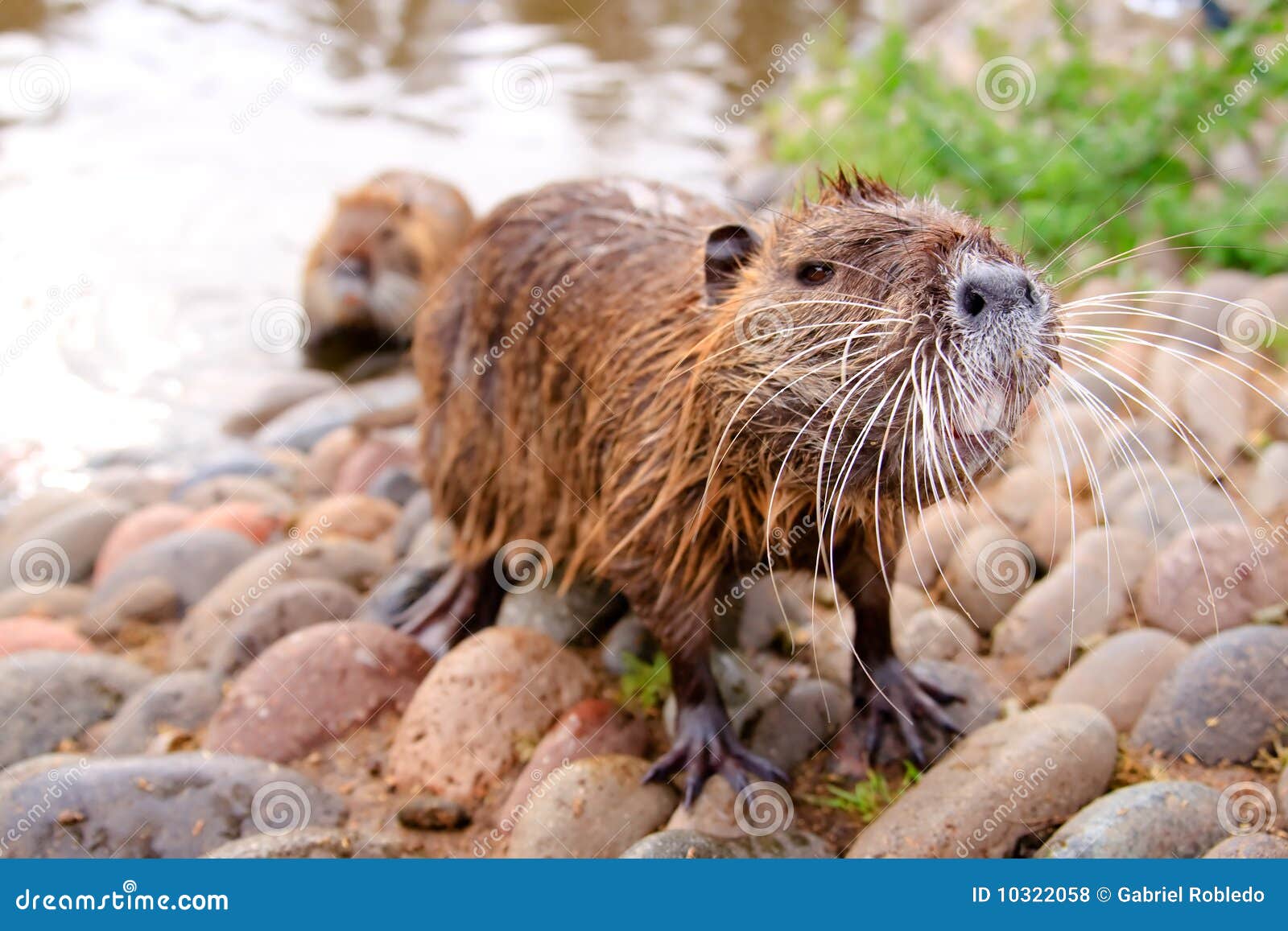 Friendly beavers stock photo. Image of mammal, close - 10322058