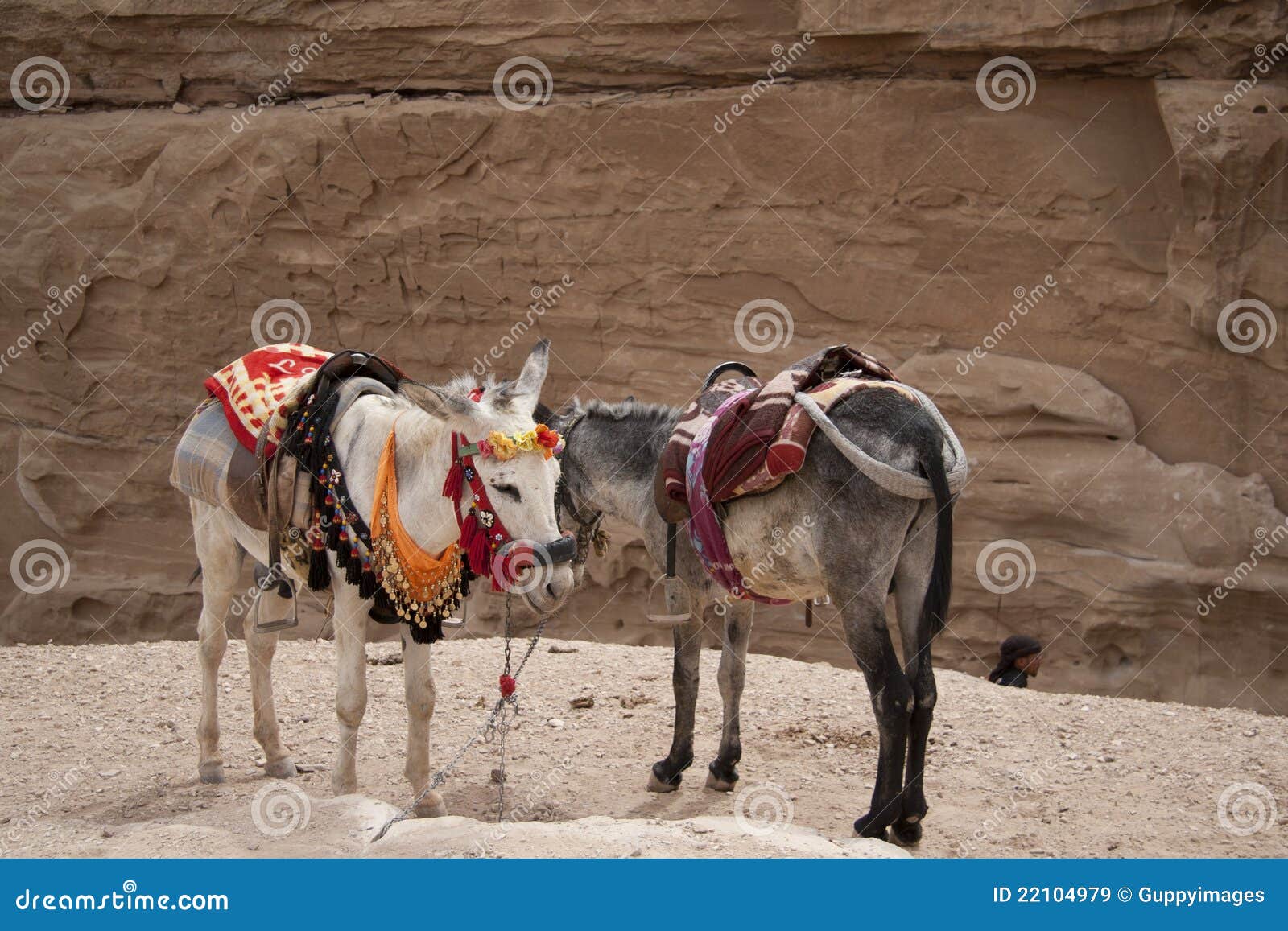 Friendly Bedouin donkeys stock image. Image of east, beautiful - 22104979