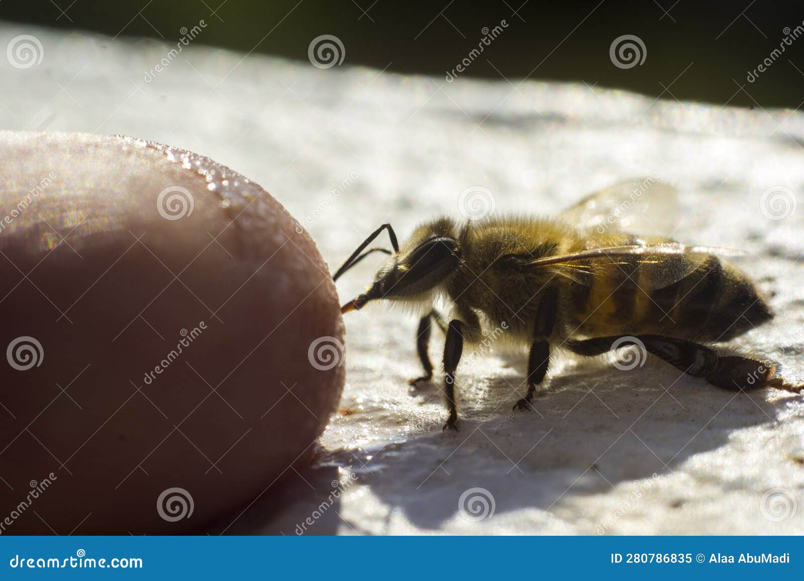 A friendly bee stock image. Image of animals, beautiful - 280786835