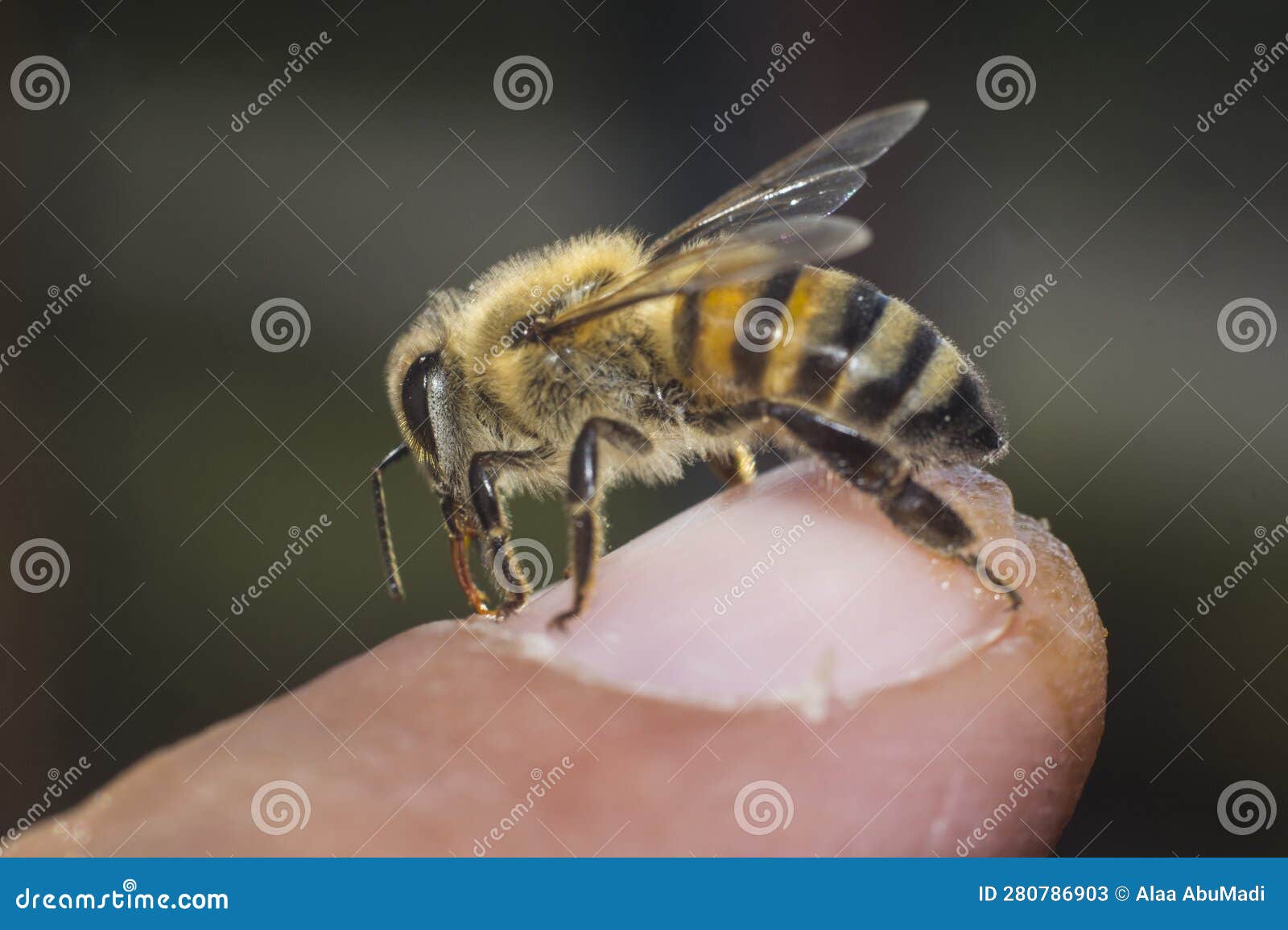 A friendly bee stock image. Image of color, environment - 280786903