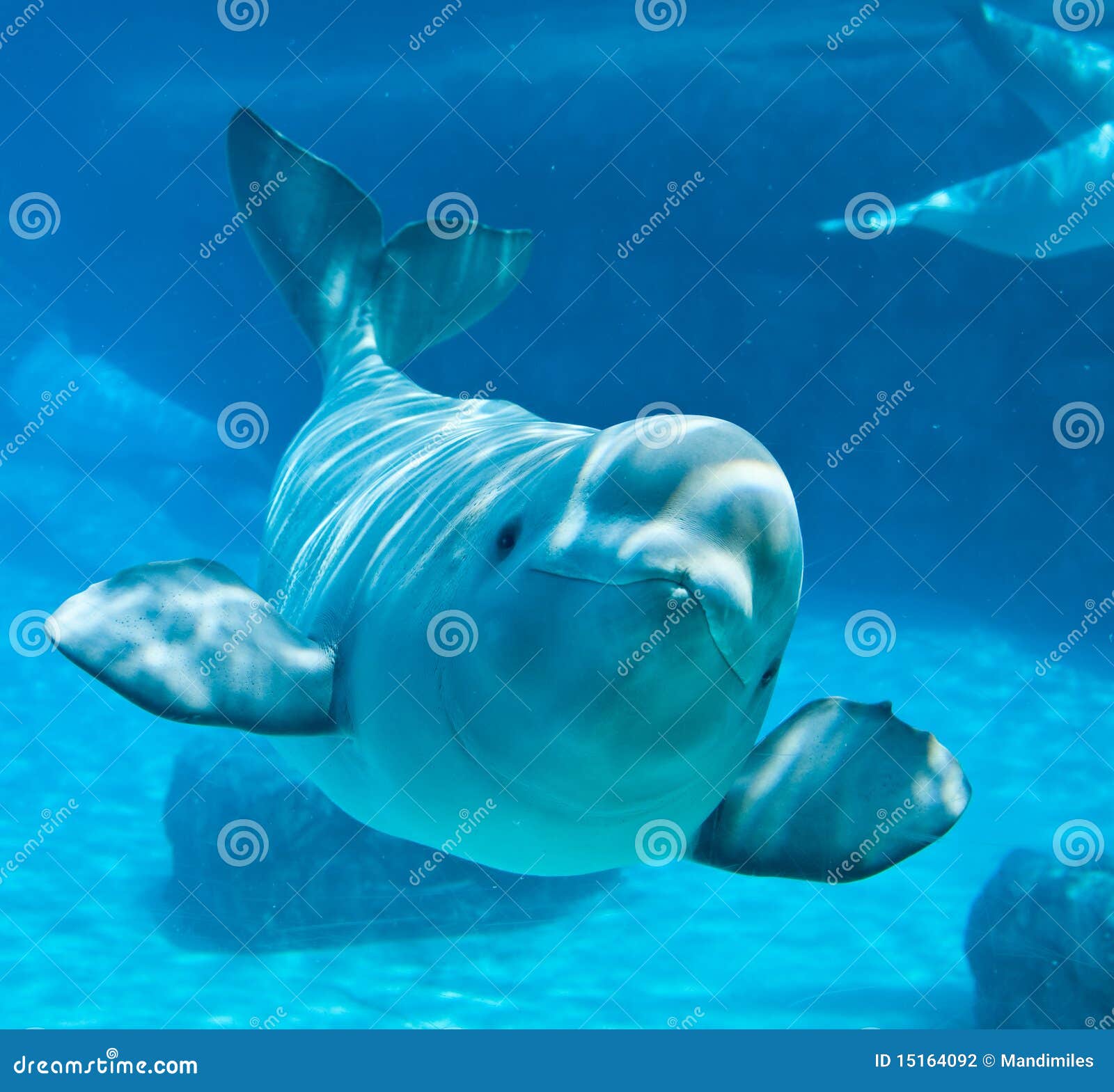 Friendly Beluga Whale stock photo. Image of friendly - 15164092