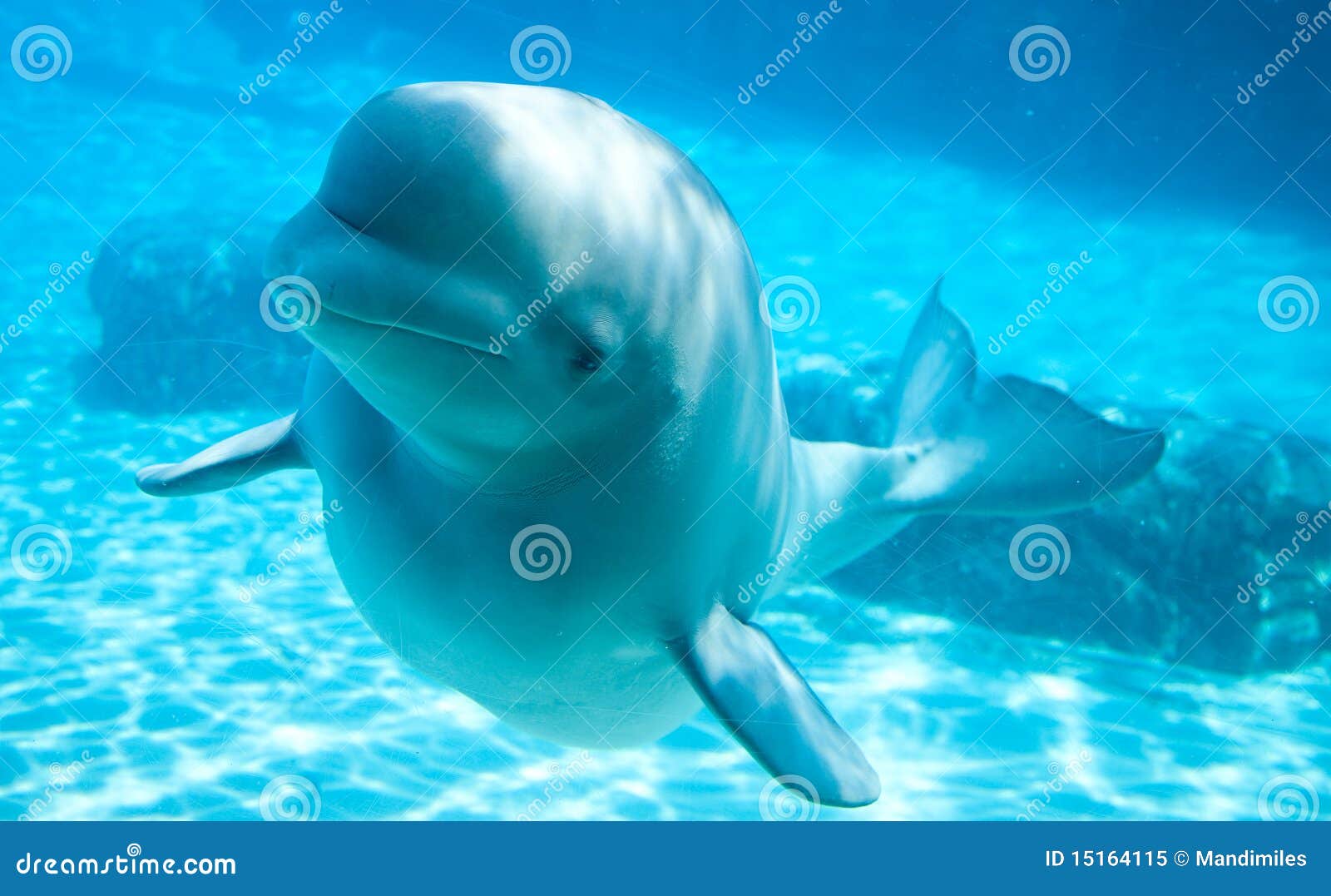 213 Friendly Beluga Stock Photos - Free & Royalty-Free Stock Photos ...