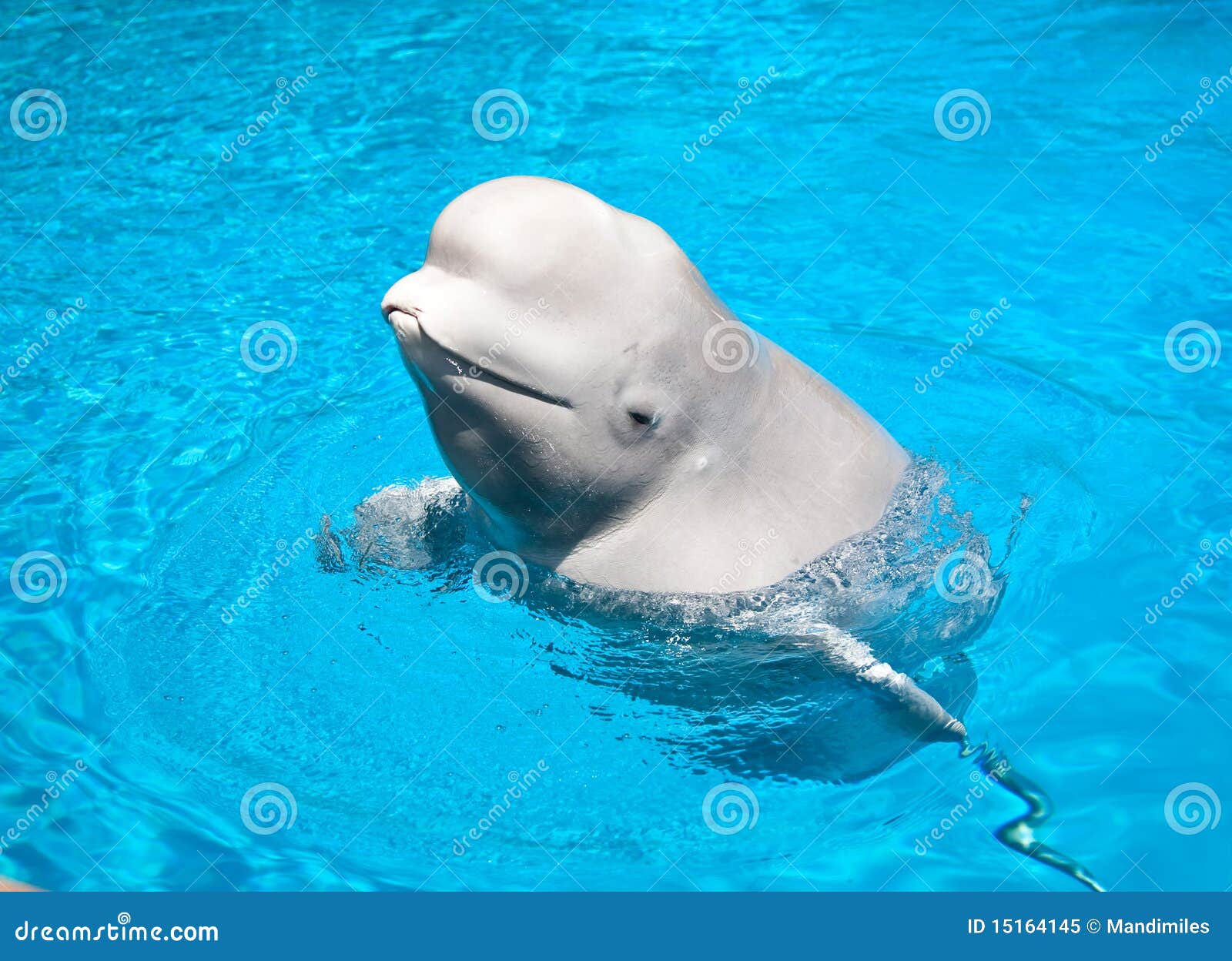 Friendly Beluga Whale stock image. Image of cute, calf - 15164145