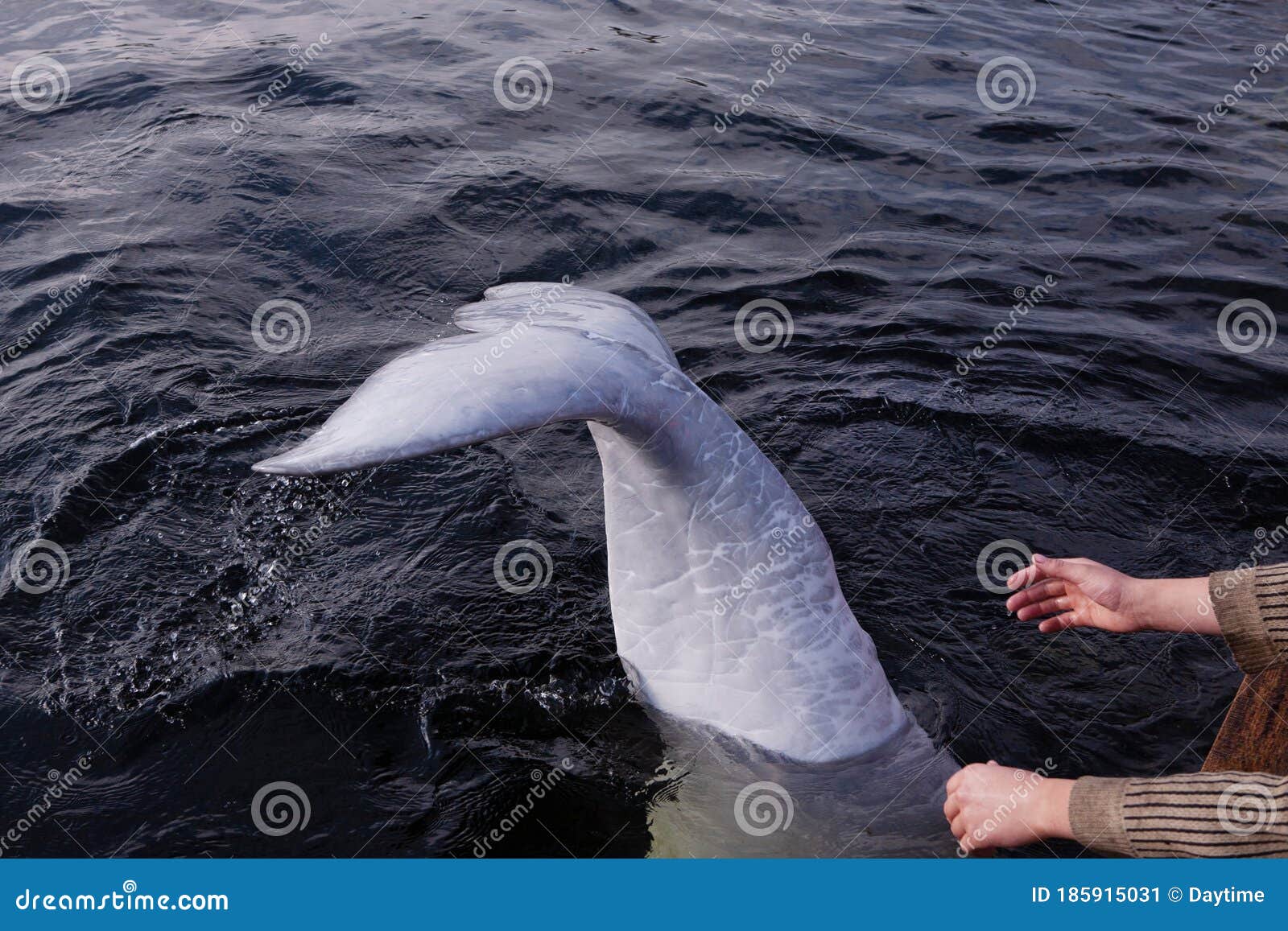 Tail Beluga Stock Photo | CartoonDealer.com #83706948