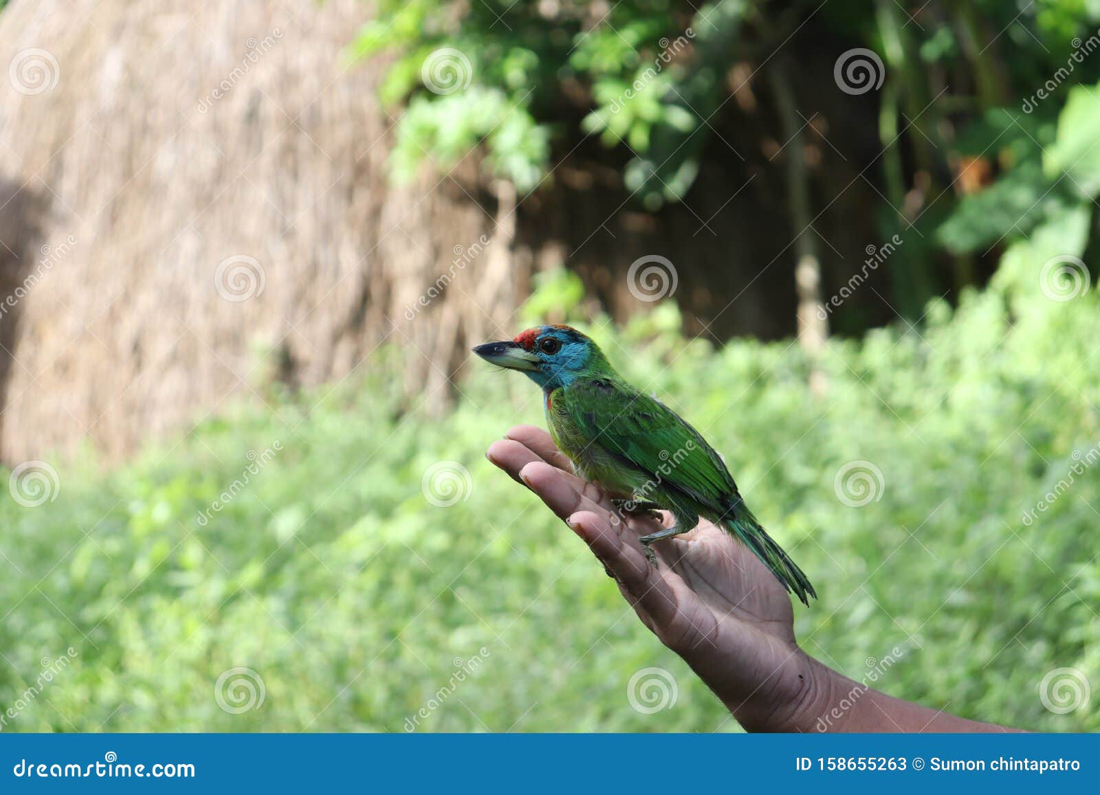 Friendly bird stock image. Image of friendly, nature - 158655263