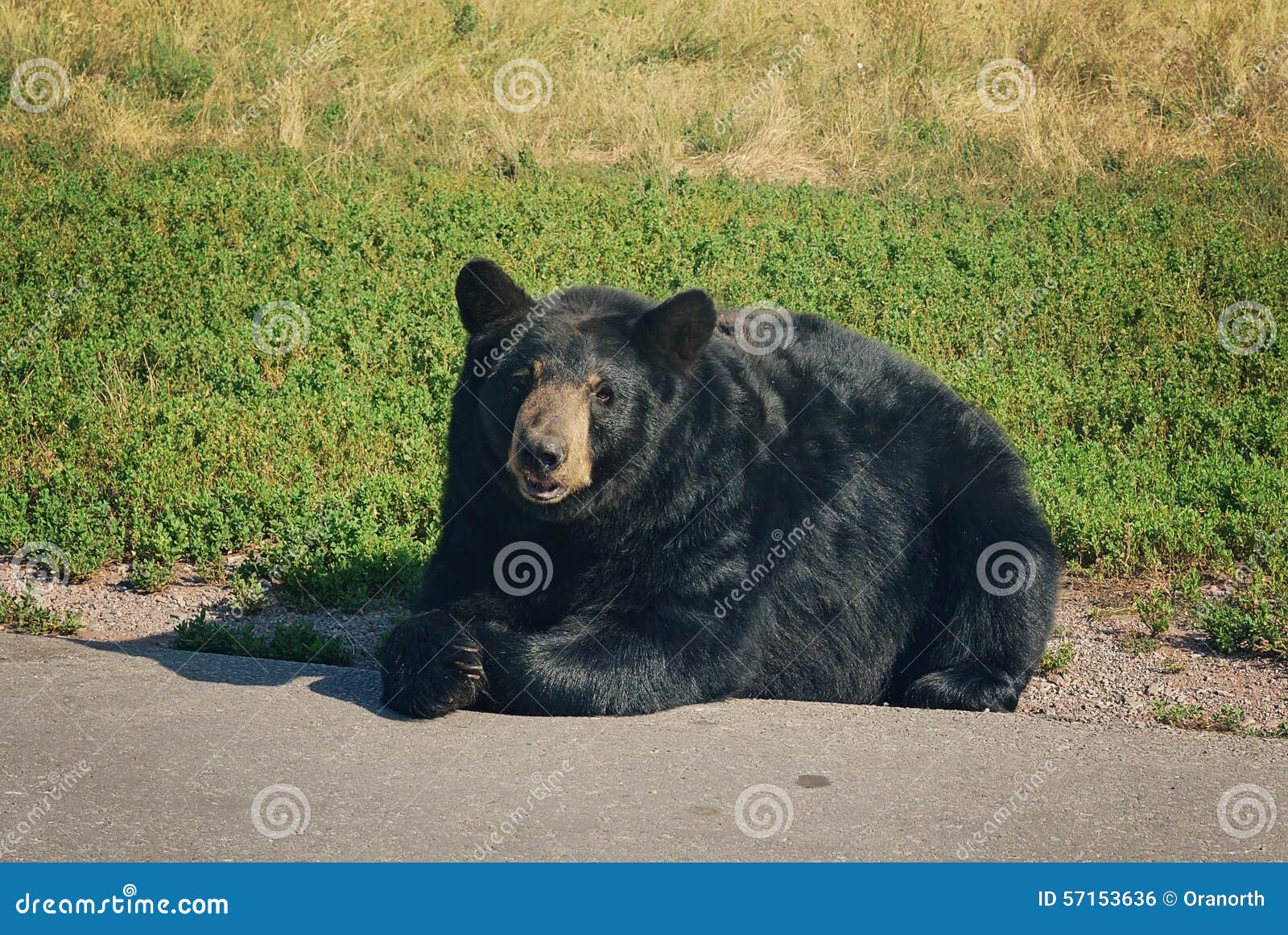 Friendly Black Bear stock photo. Image of bear, mammal - 57153636