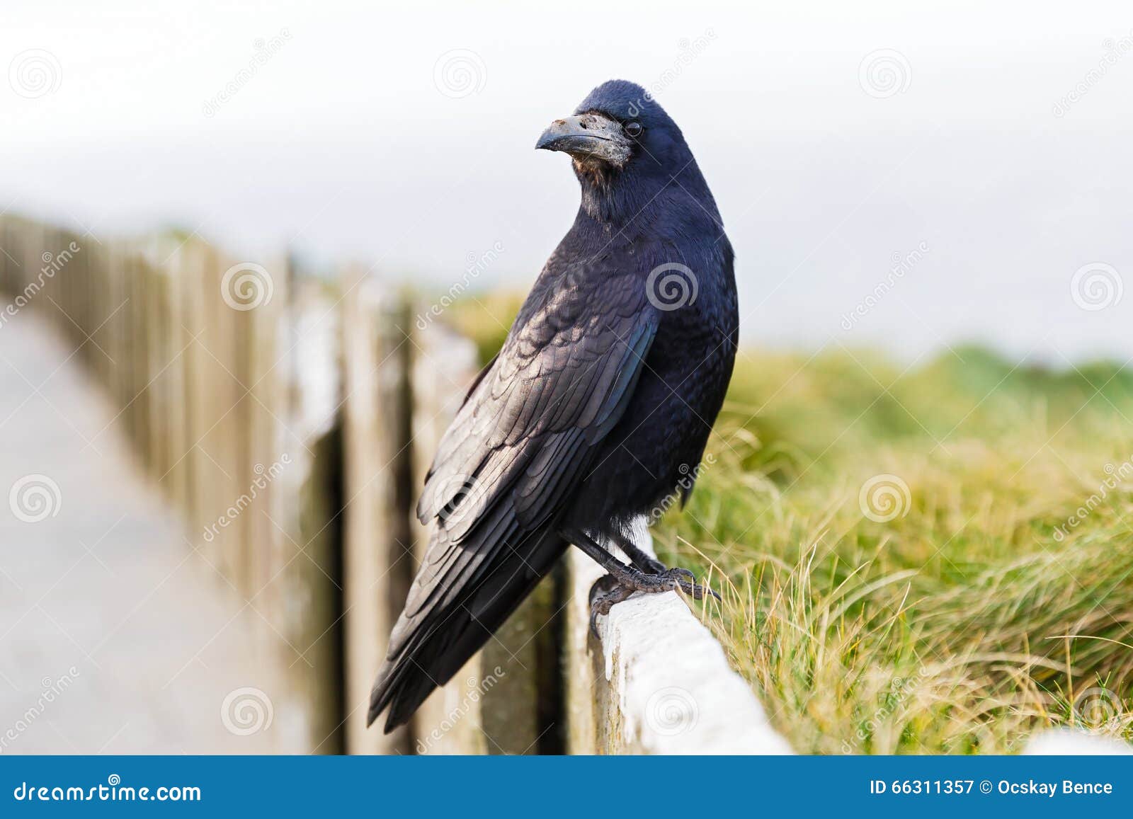 Friendly black crow stock image. Image of friendly, alone - 66311357
