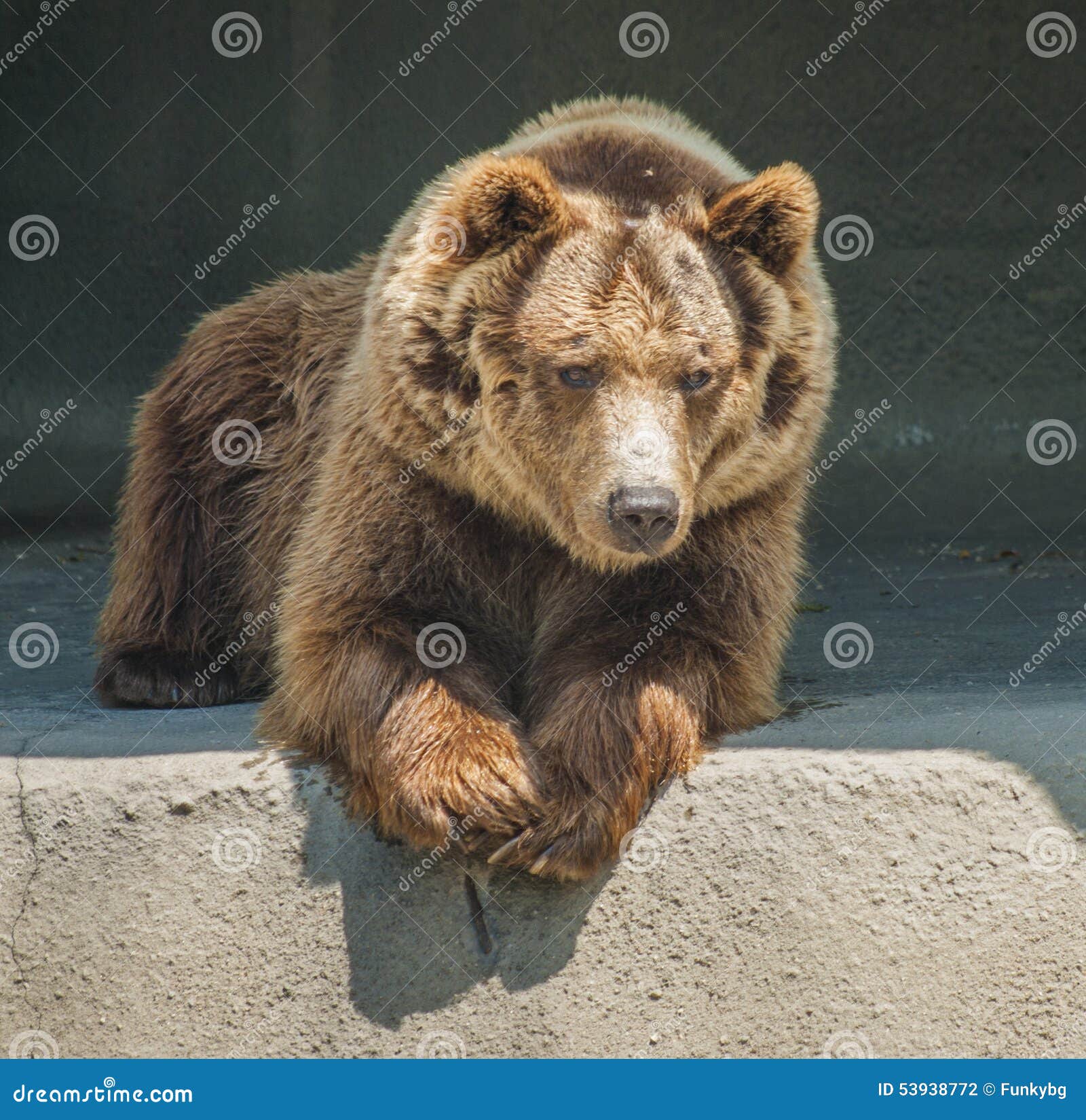 Friendly brown bear stock photo. Image of friendship - 53938772