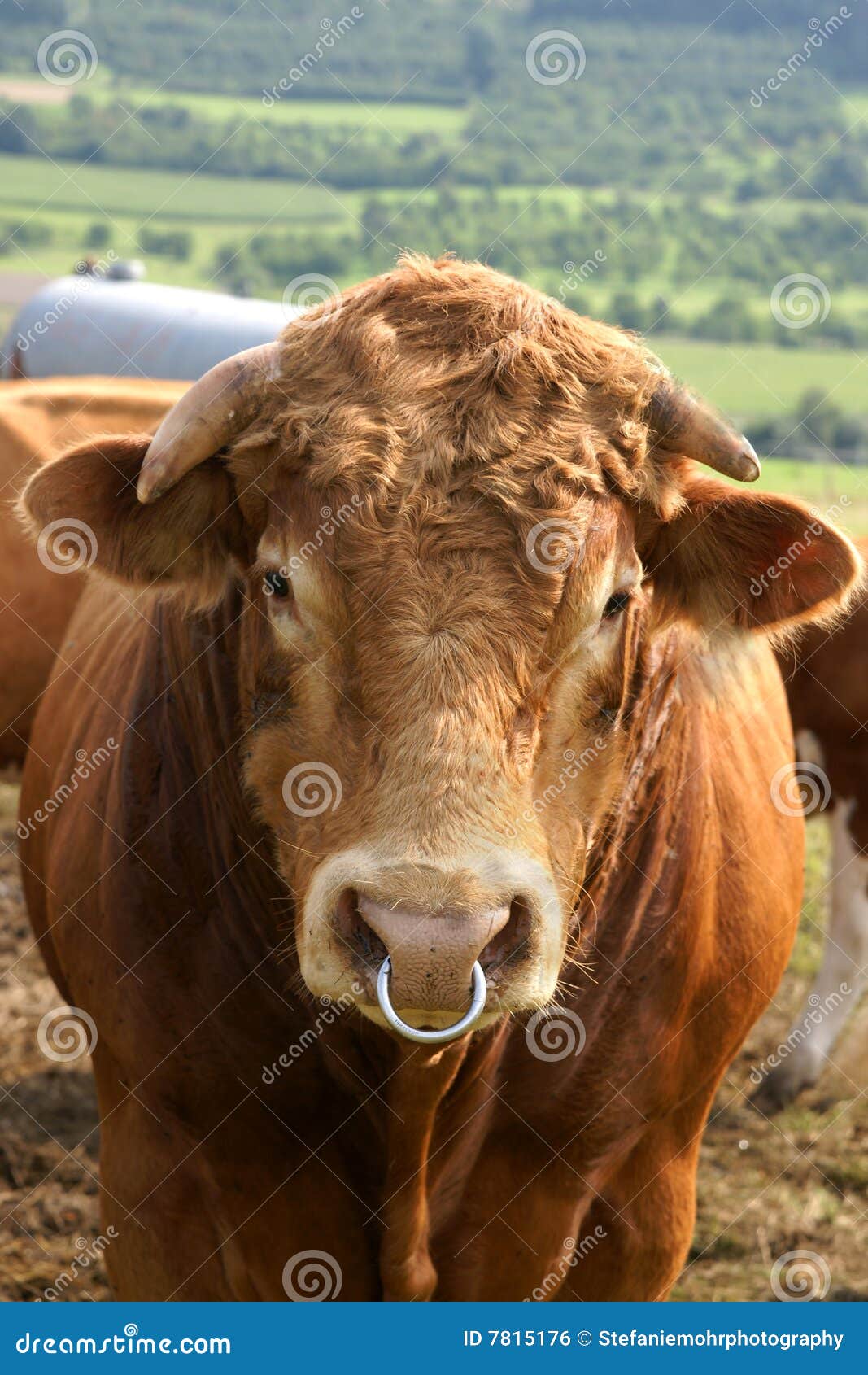 Friendly bull stock photo. Image of country, farming, nature - 7815176