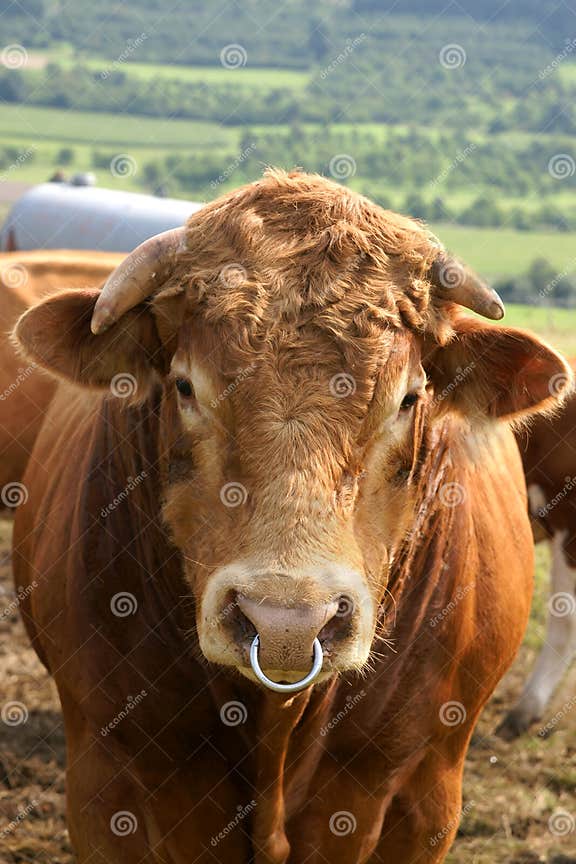Friendly bull stock photo. Image of country, farming, nature - 7815176