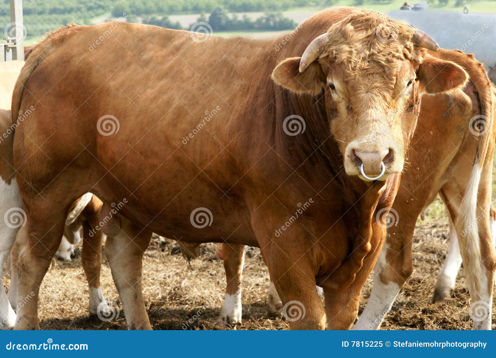 Friendly bull stock image. Image of farming, fresian, meadow - 7815225