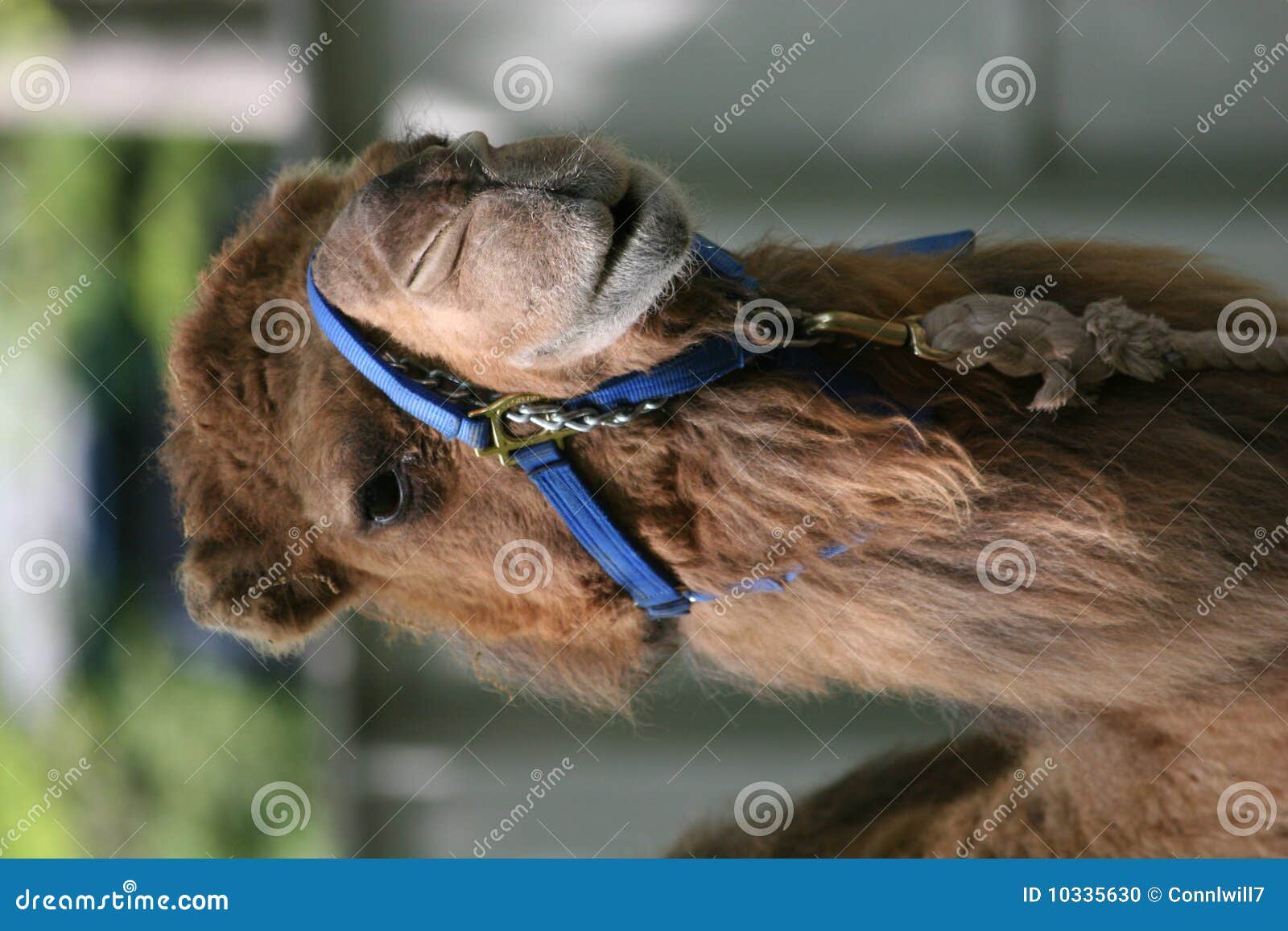 Friendly Camel stock photo. Image of animal, attitude - 10335630