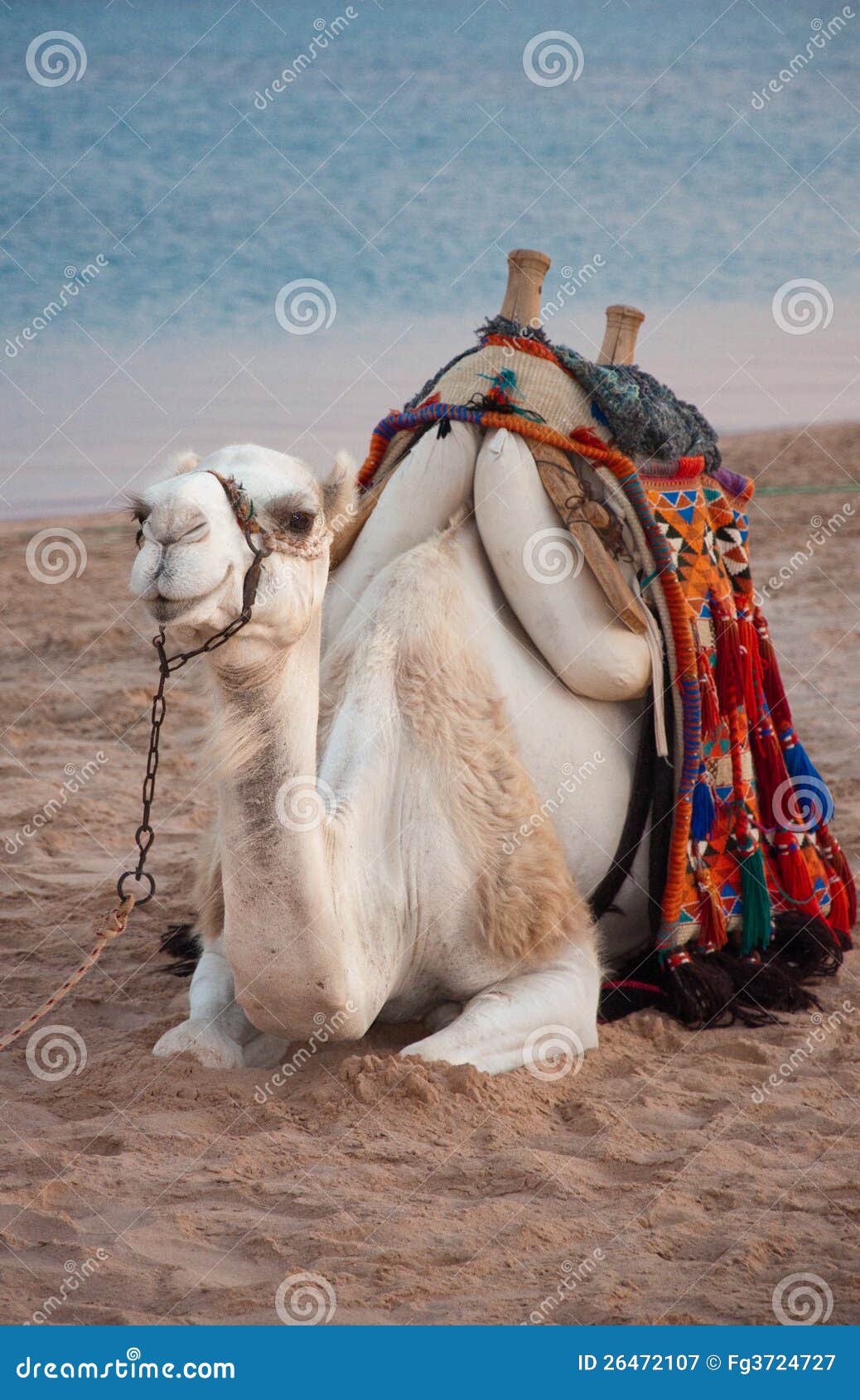 Friendly Camel stock image. Image of cute, happy, smiling - 26472107