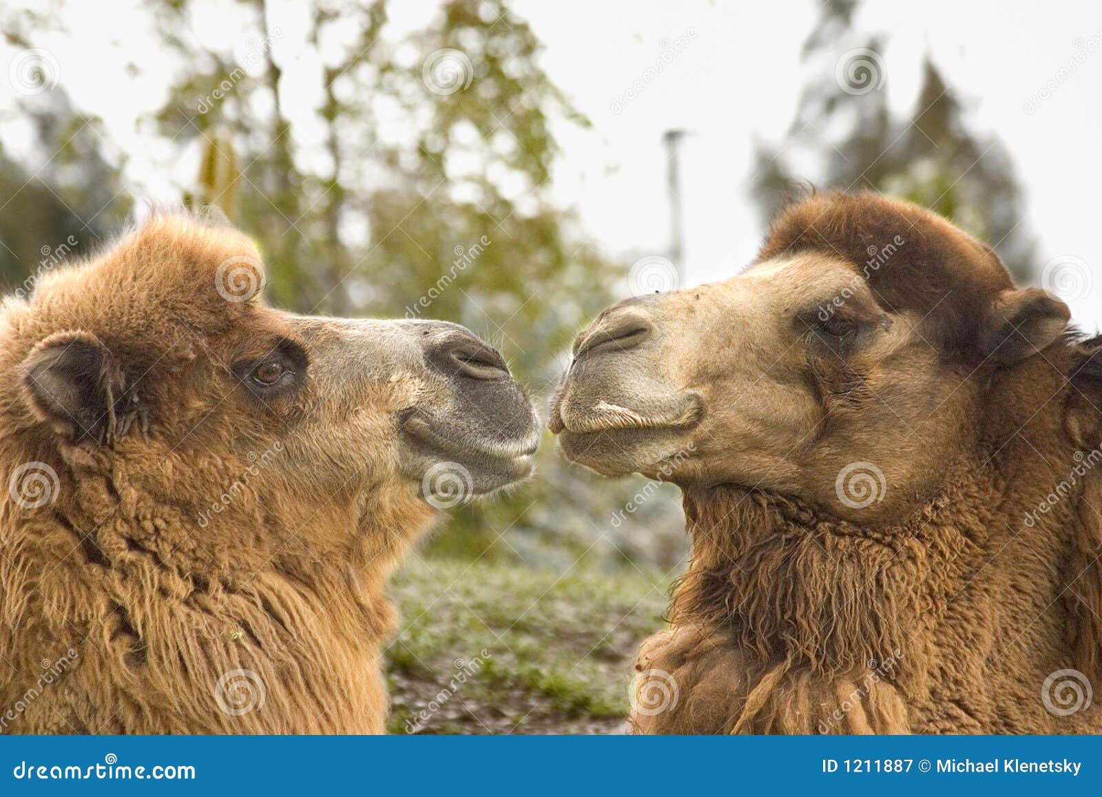 Friendly Camels stock image. Image of middle, creature - 1211887