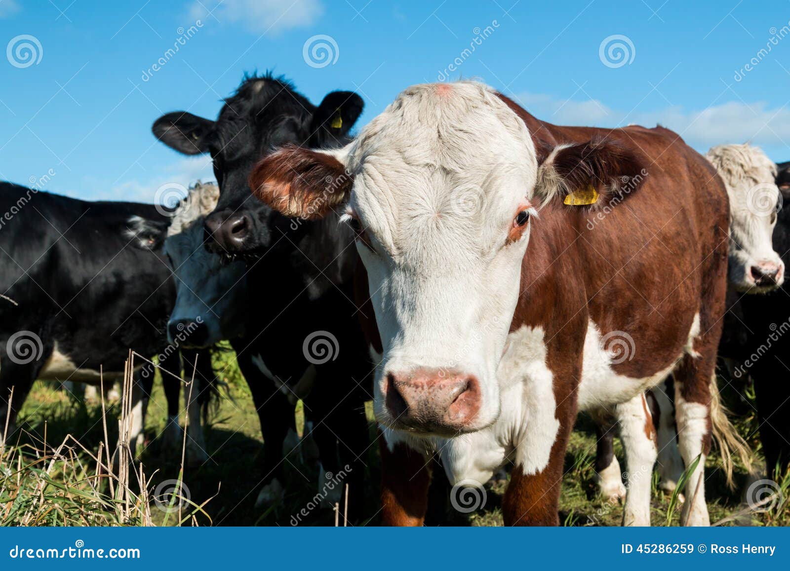 Friendly Cattle stock image. Image of nature, farm, looking - 45286259