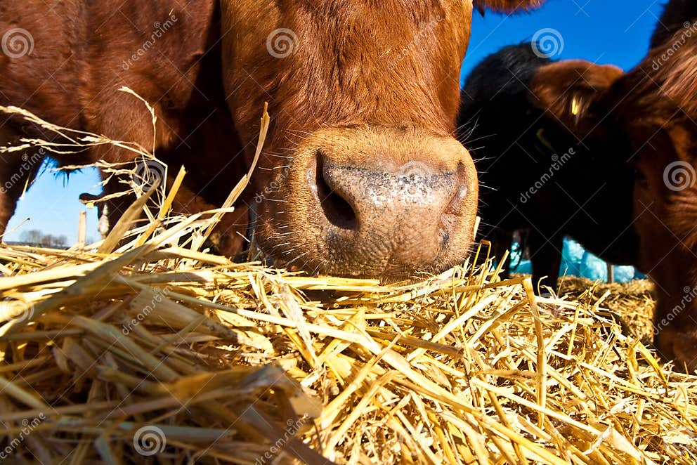 Friendly cattle on straw stock photo. Image of graze - 14116526