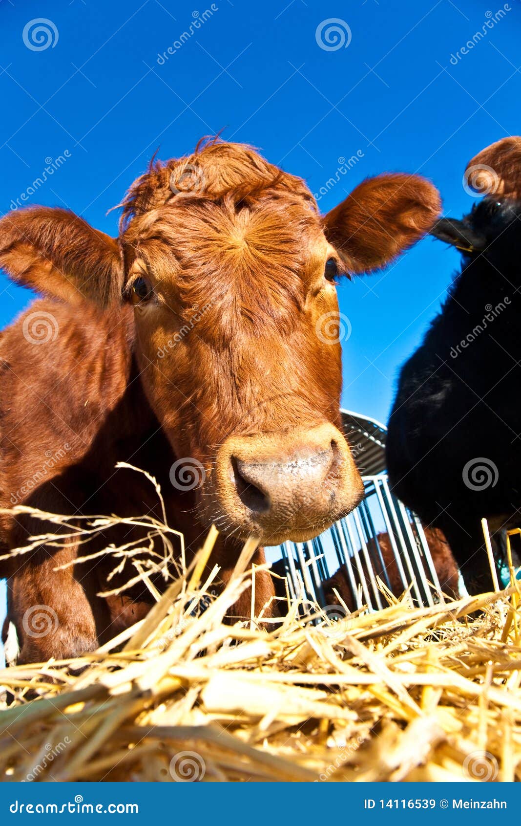 Friendly cattle on straw stock image. Image of calf, bovine - 14116539