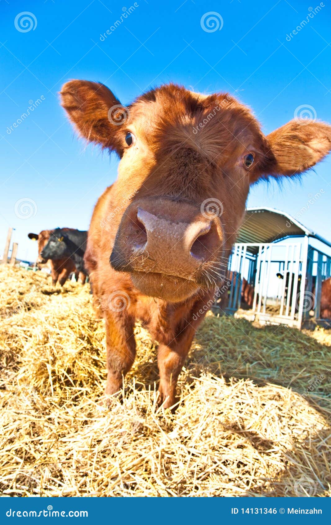Friendly cattle on straw stock photo. Image of head, hairy - 14131346