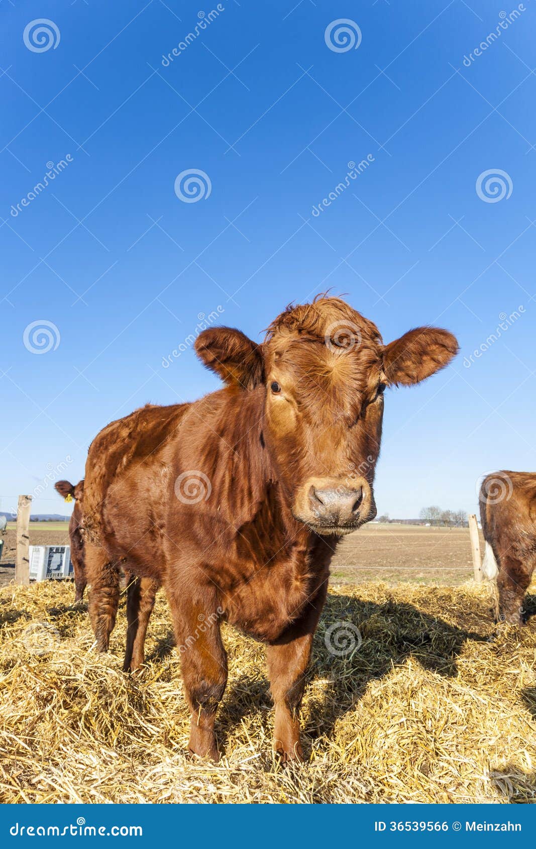 Friendly cattle on straw stock photo. Image of beef, hairy - 36539566