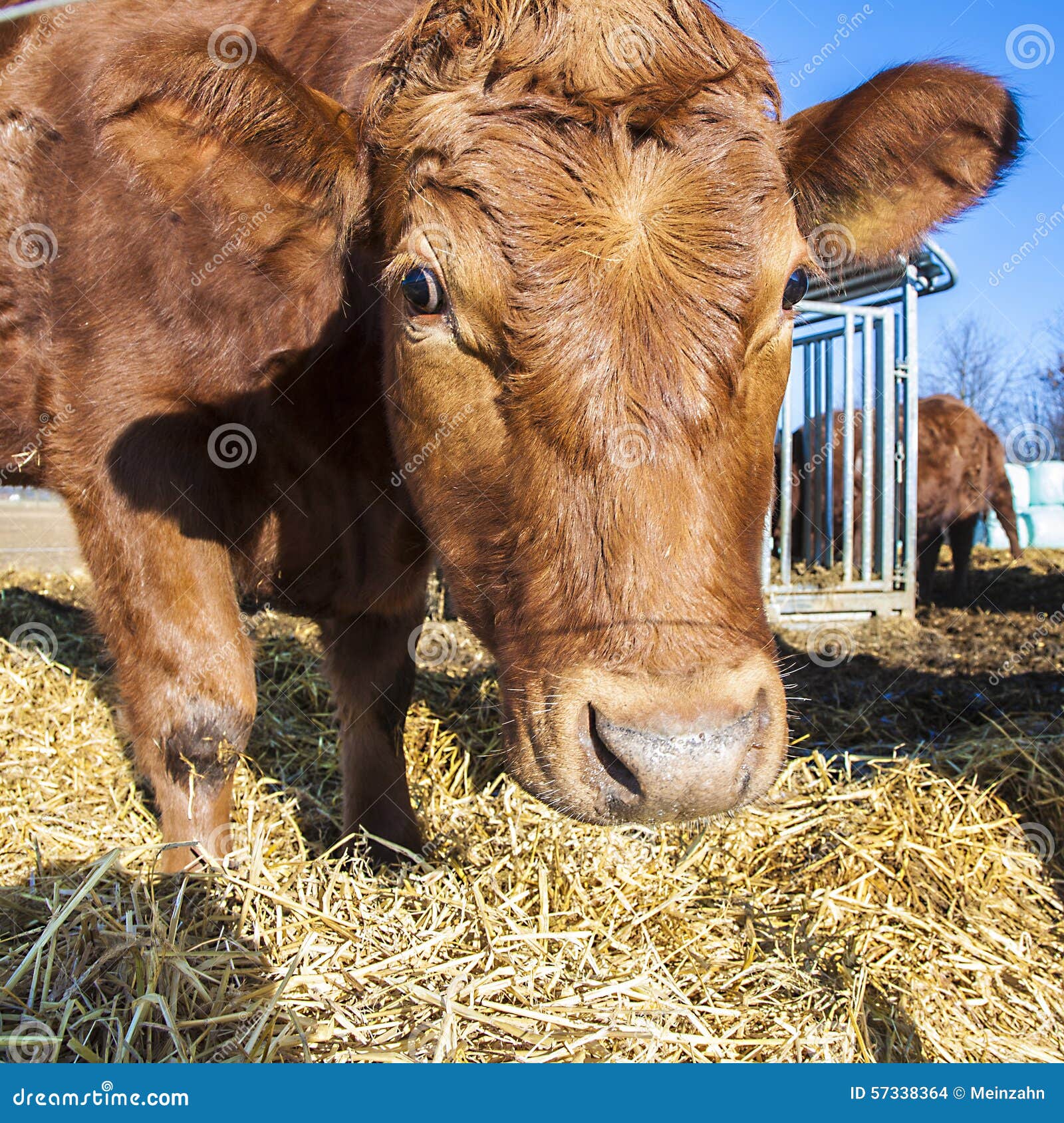 Friendly cattle on straw stock photo. Image of head, europe - 57338364