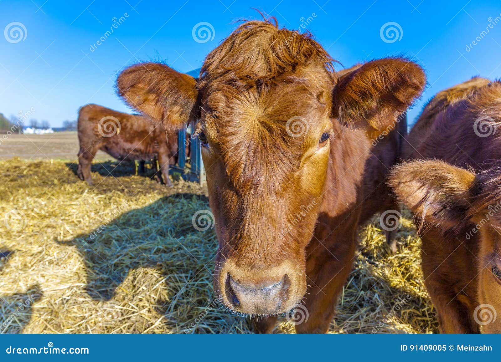Friendly cattle on straw stock image. Image of dairy - 91409005