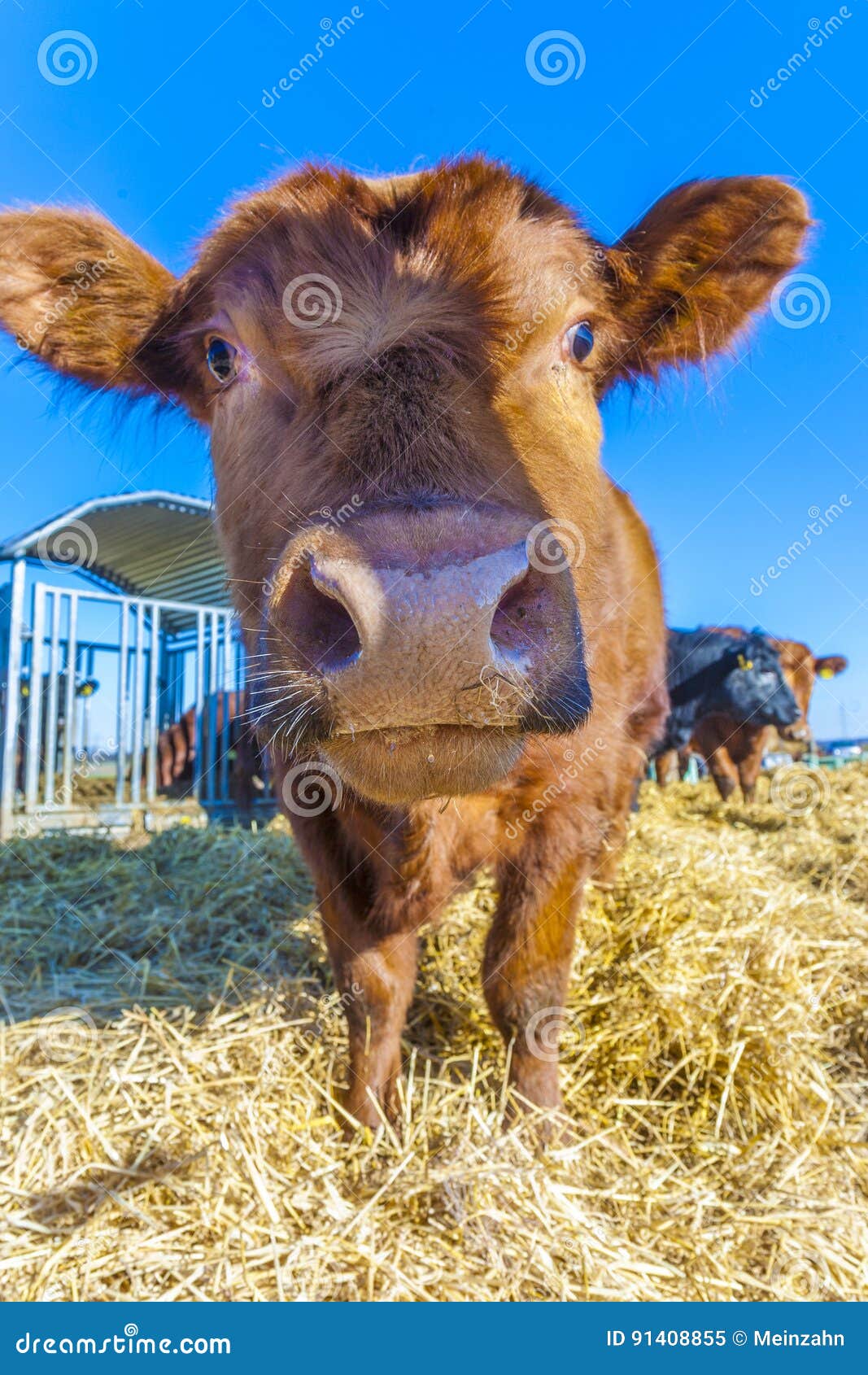 Friendly Cattle on Straw with Blue Sky Stock Image - Image of livestock ...