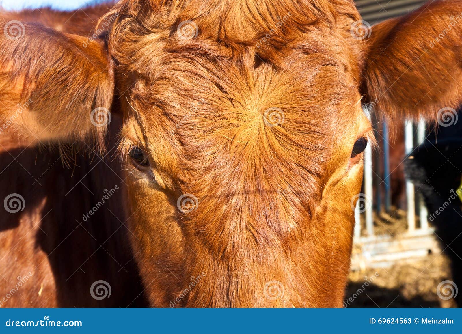 Friendly cattle on straw stock image. Image of field - 69624563