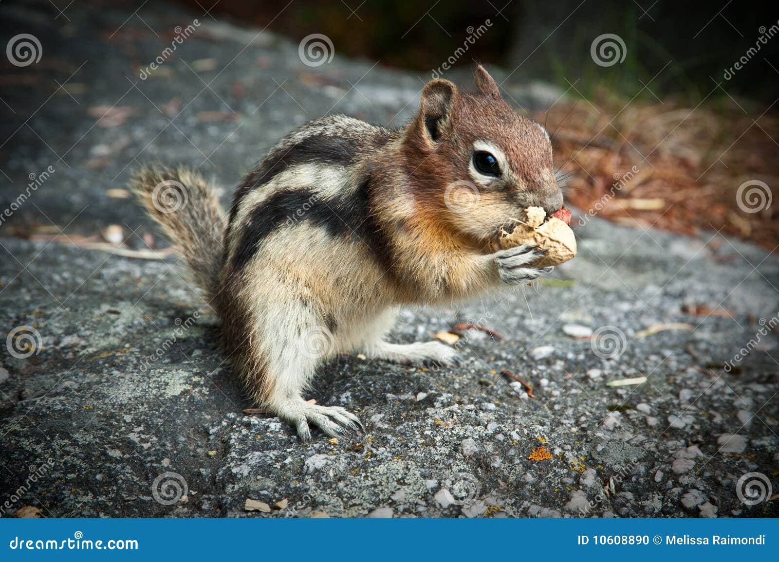 Friendly Chipmunk stock photo. Image of peanut, soft - 10608890