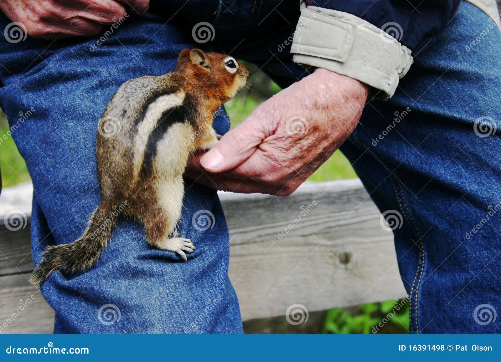 Friendly Chipmunk stock photo. Image of cute, hand, chipmunk - 16391498