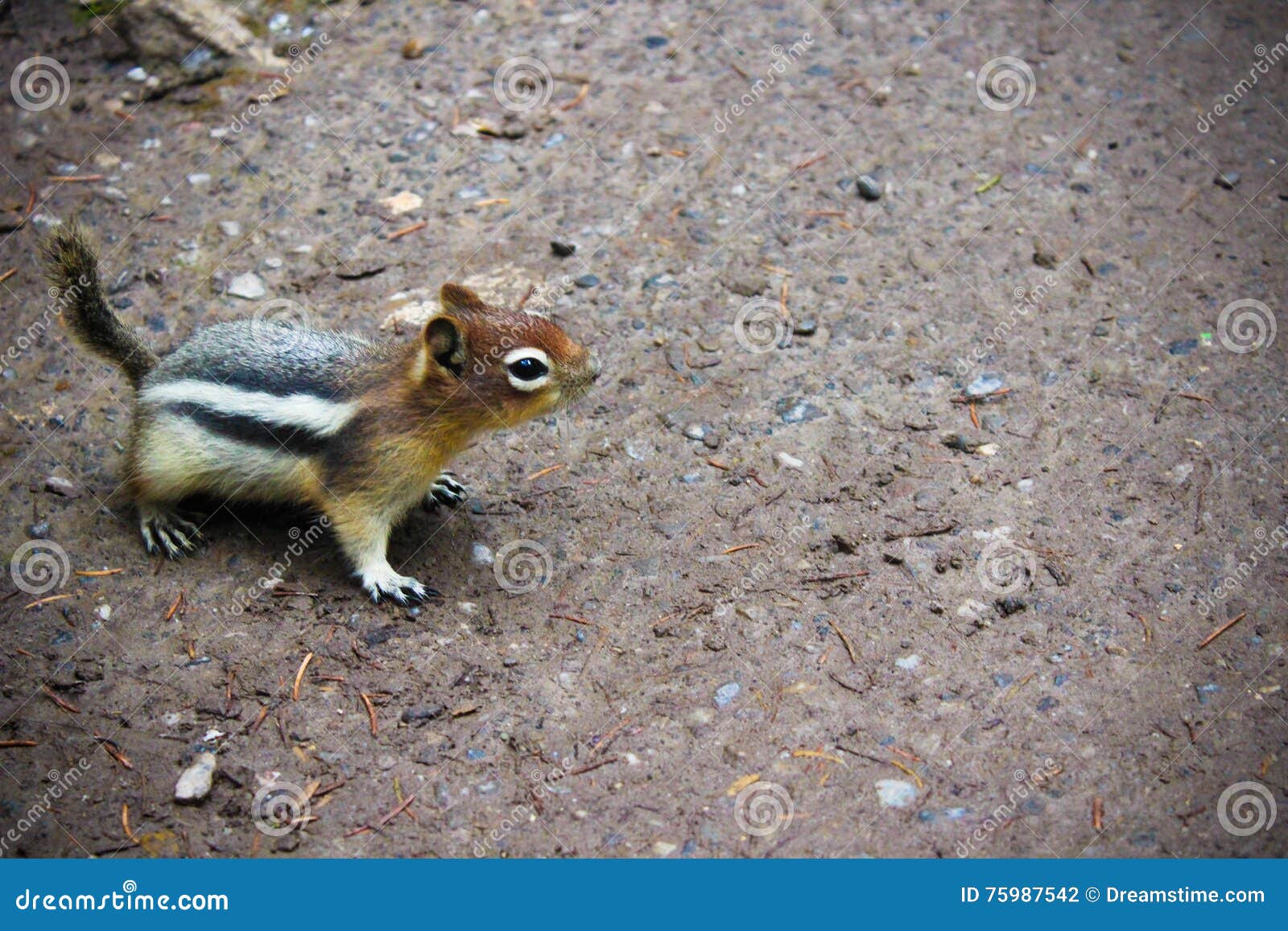 A Friendly Chipmunk stock photo. Image of banff, chipmunk - 75987542