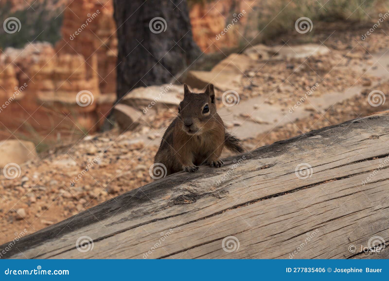 Friendly Chipmunk Looking at the Camera Stock Photo - Image of tree ...