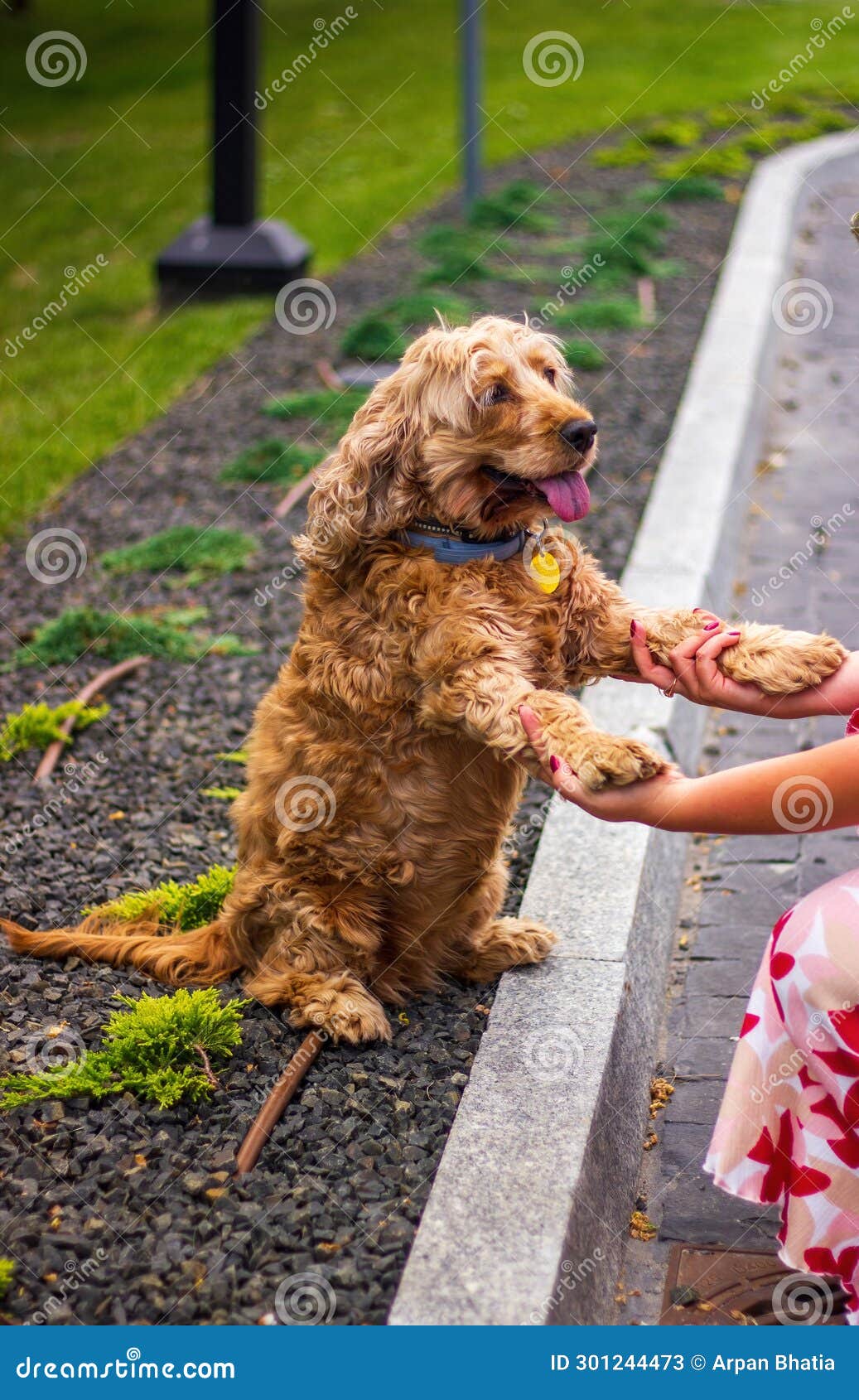 Friendly Cocker Spaniel Dog Holding Hands of a Human Stock Image ...