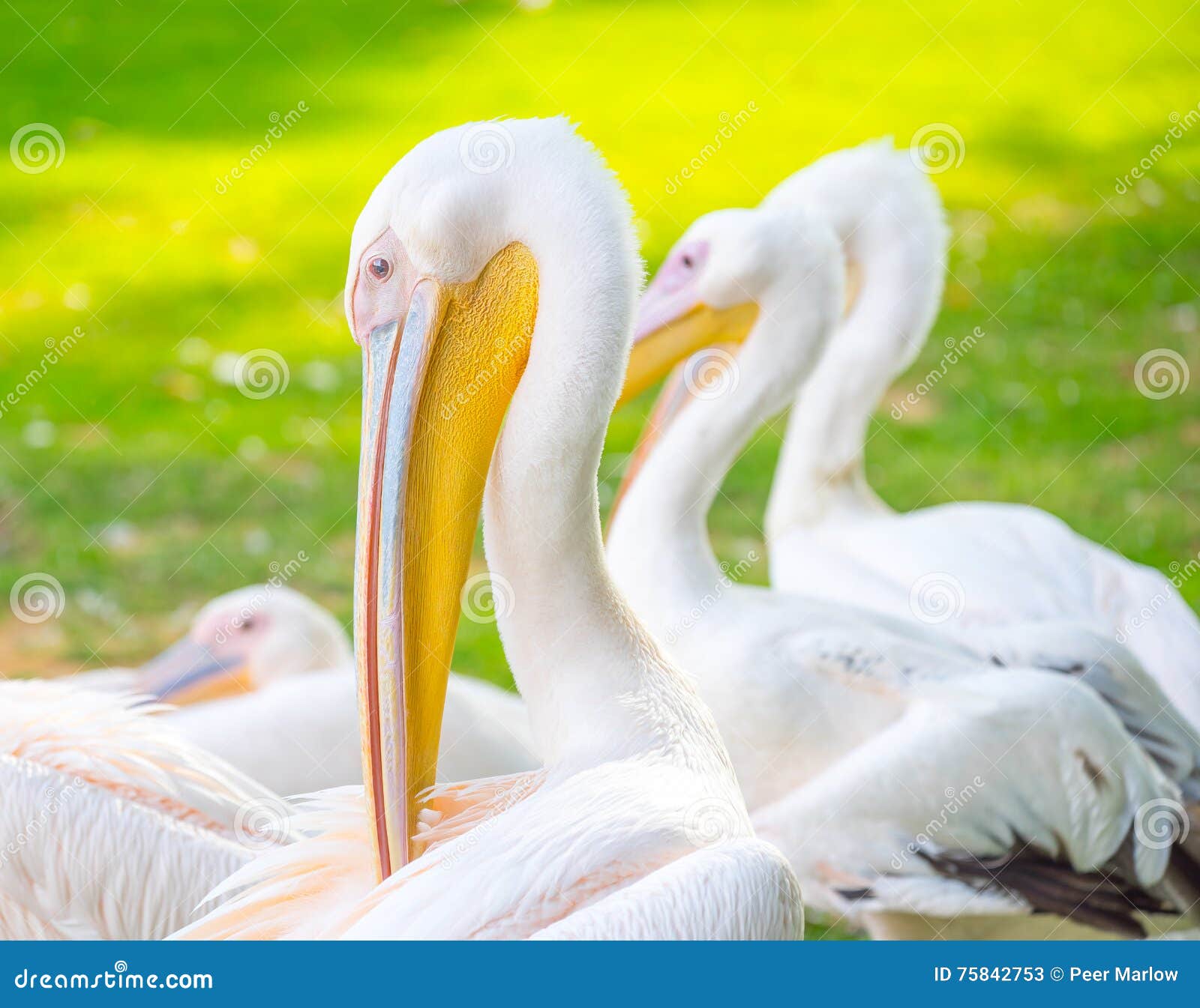 Friendly Colorful Pelican Picture Stock Image - Image of lakes, ocean ...