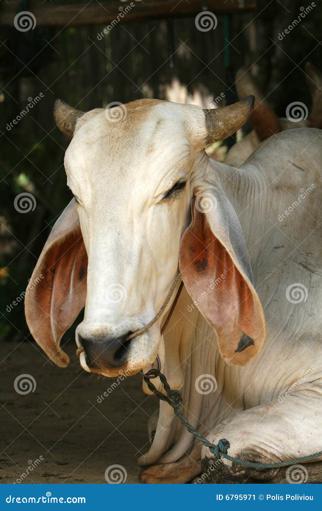 Friendly cow stock image. Image of field, animal, rainy - 6795971