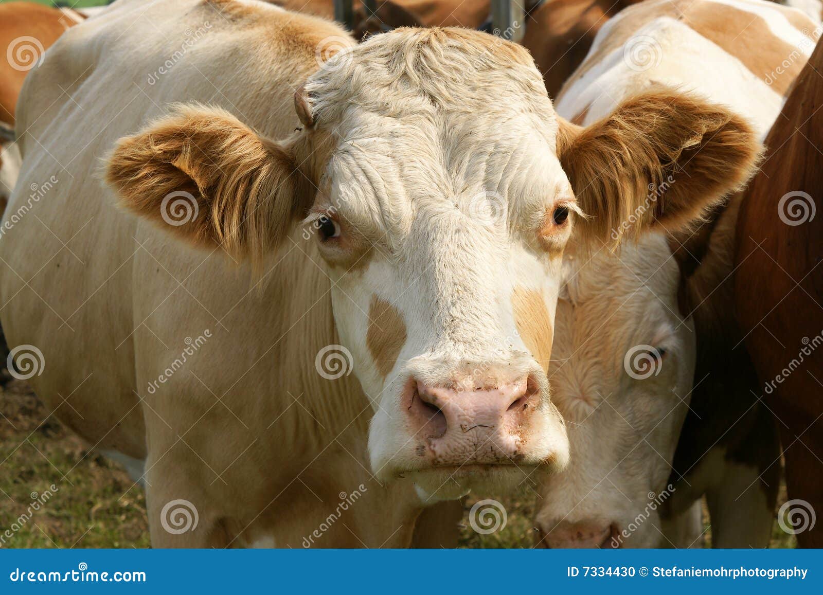 Friendly cow stock photo. Image of meadow, bovine, nature - 7334430