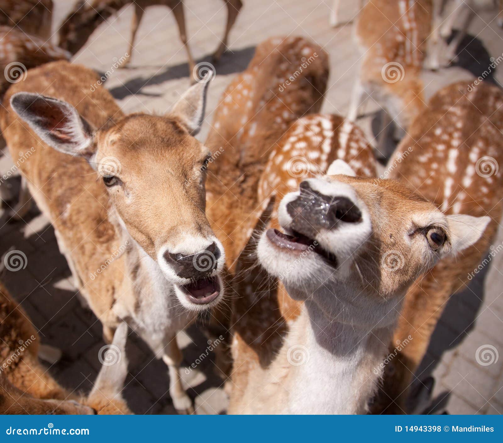 Friendly Deer stock photo. Image of faces, calf, friendly - 14943398