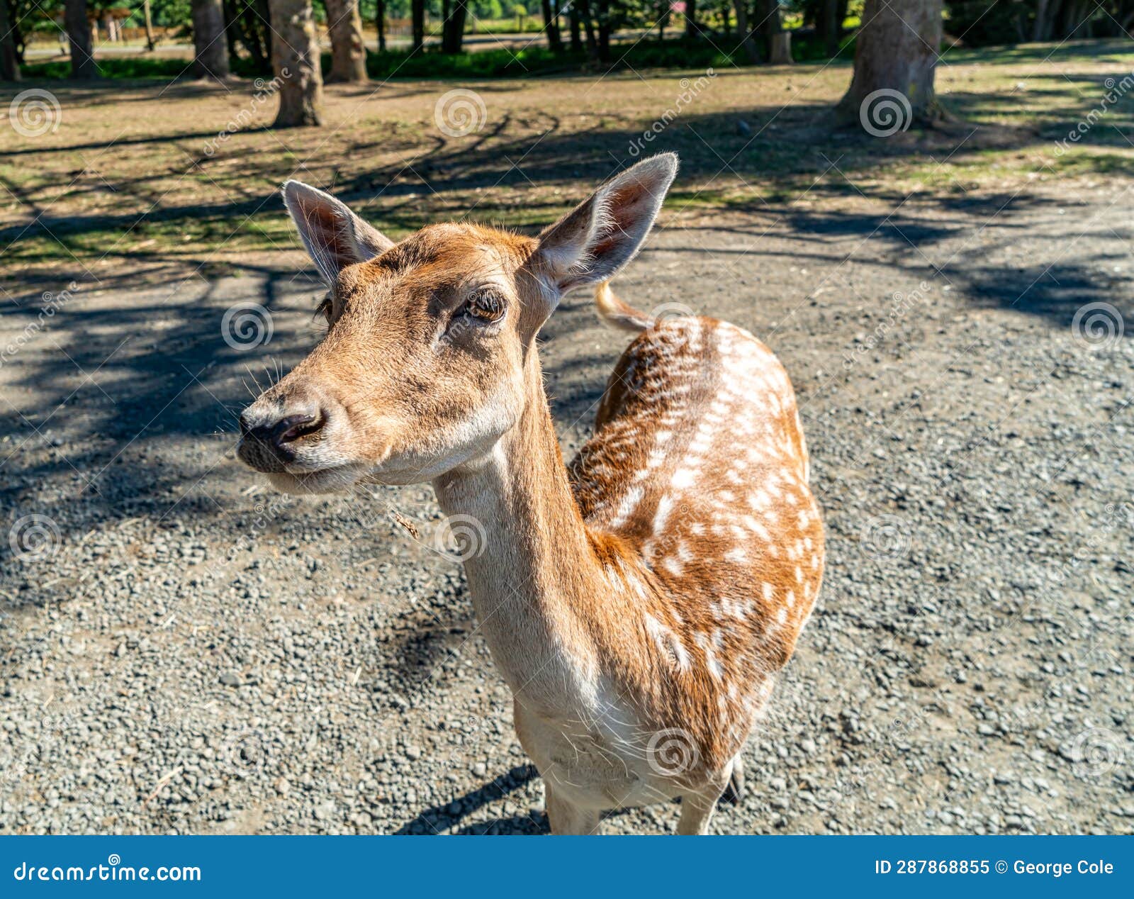 Friendly Deer Close-up 2 stock image. Image of nature - 287868855
