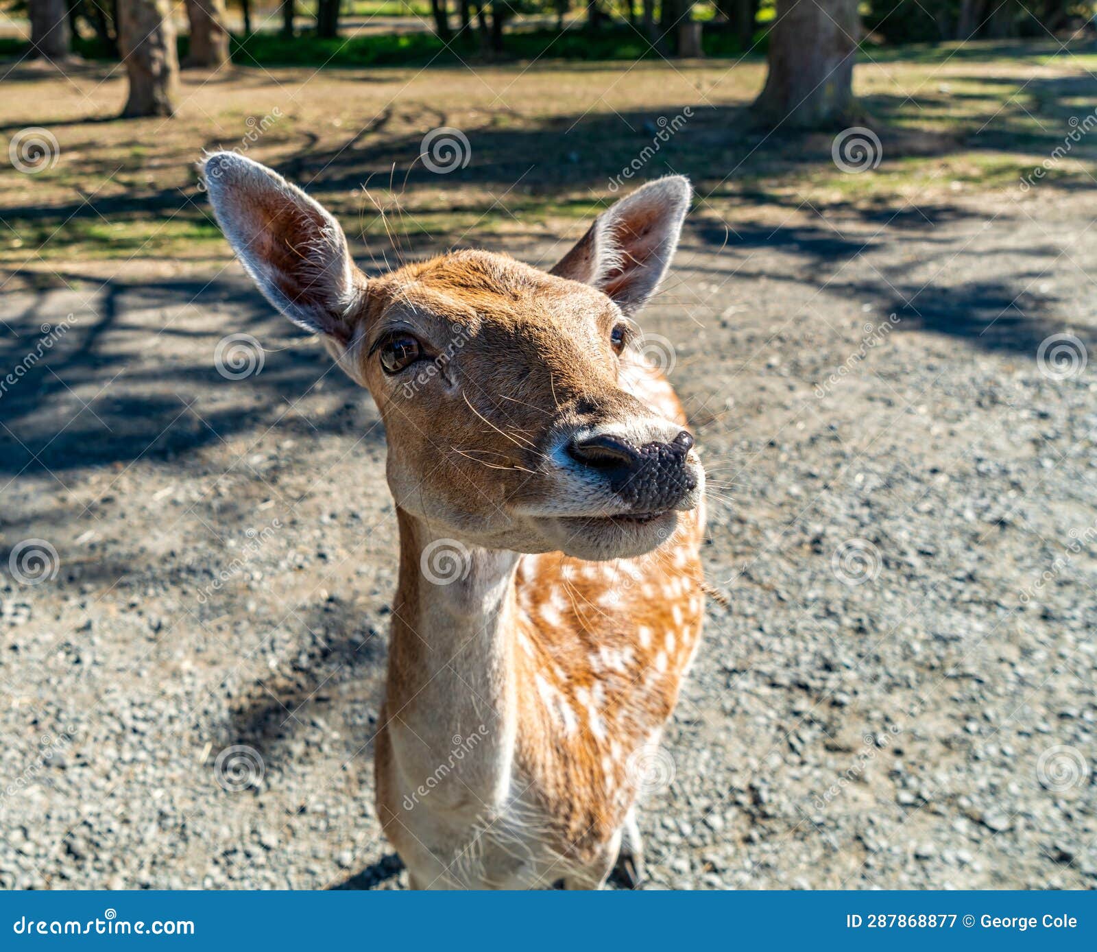 Friendly Deer Close-up 3 stock image. Image of nature - 287868877