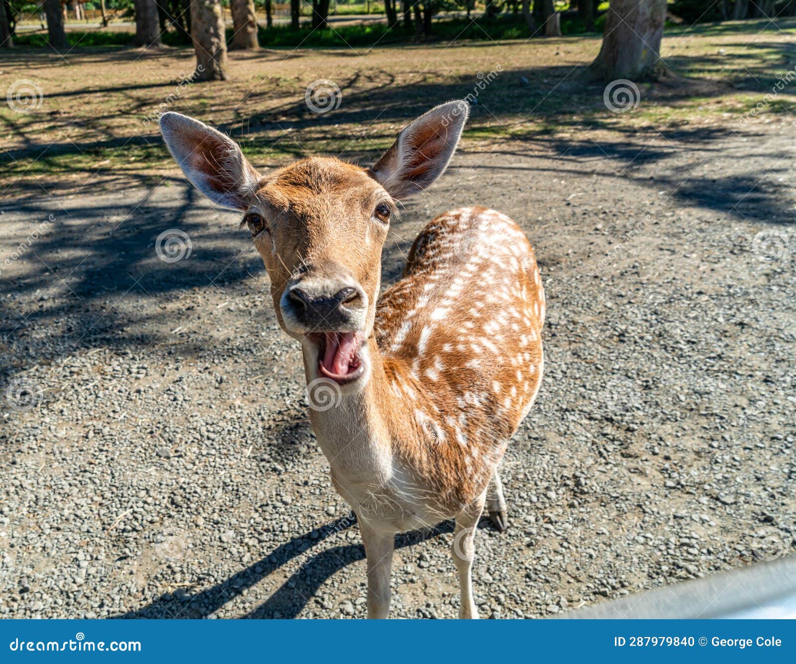 Friendly Deer Close-up stock photo. Image of state, outdoors - 287979840