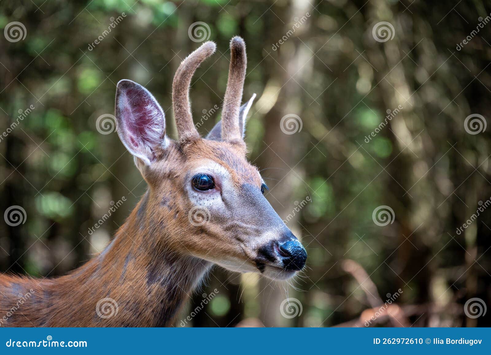 Friendly Deer in a Forest in Wisconsin Stock Photo - Image of rodent ...