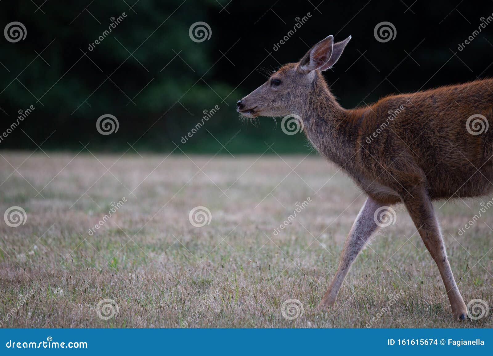 Friendly Deer Roaming Free and Not Afraid in Recreational Area in ...