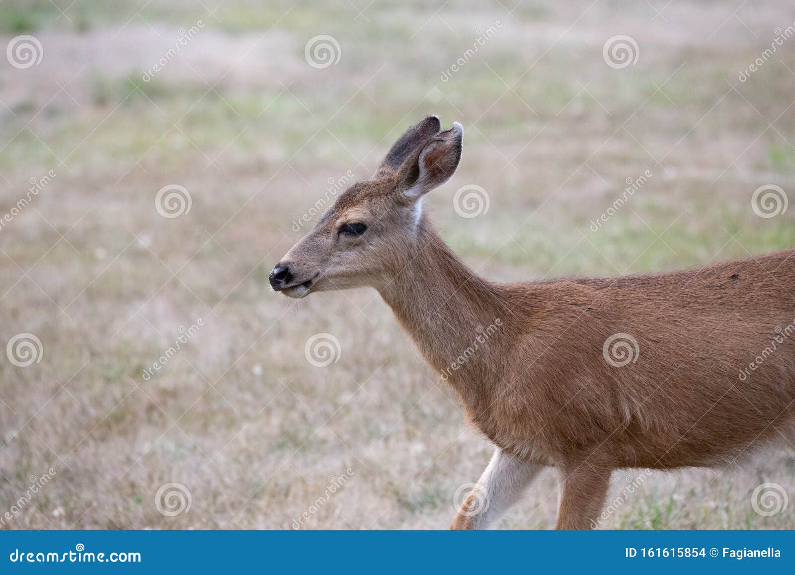 Friendly Deer Roaming Free and Not Afraid in Recreational Area in ...