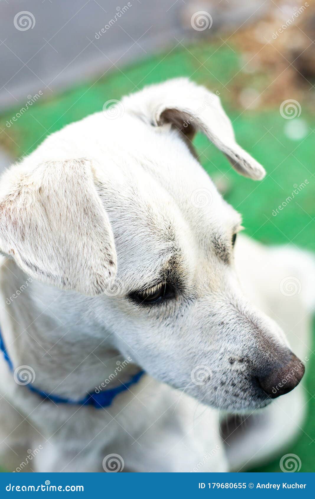 The Friendly Dog Close-up on a Fish Eye Lens Stock Image - Image of ...