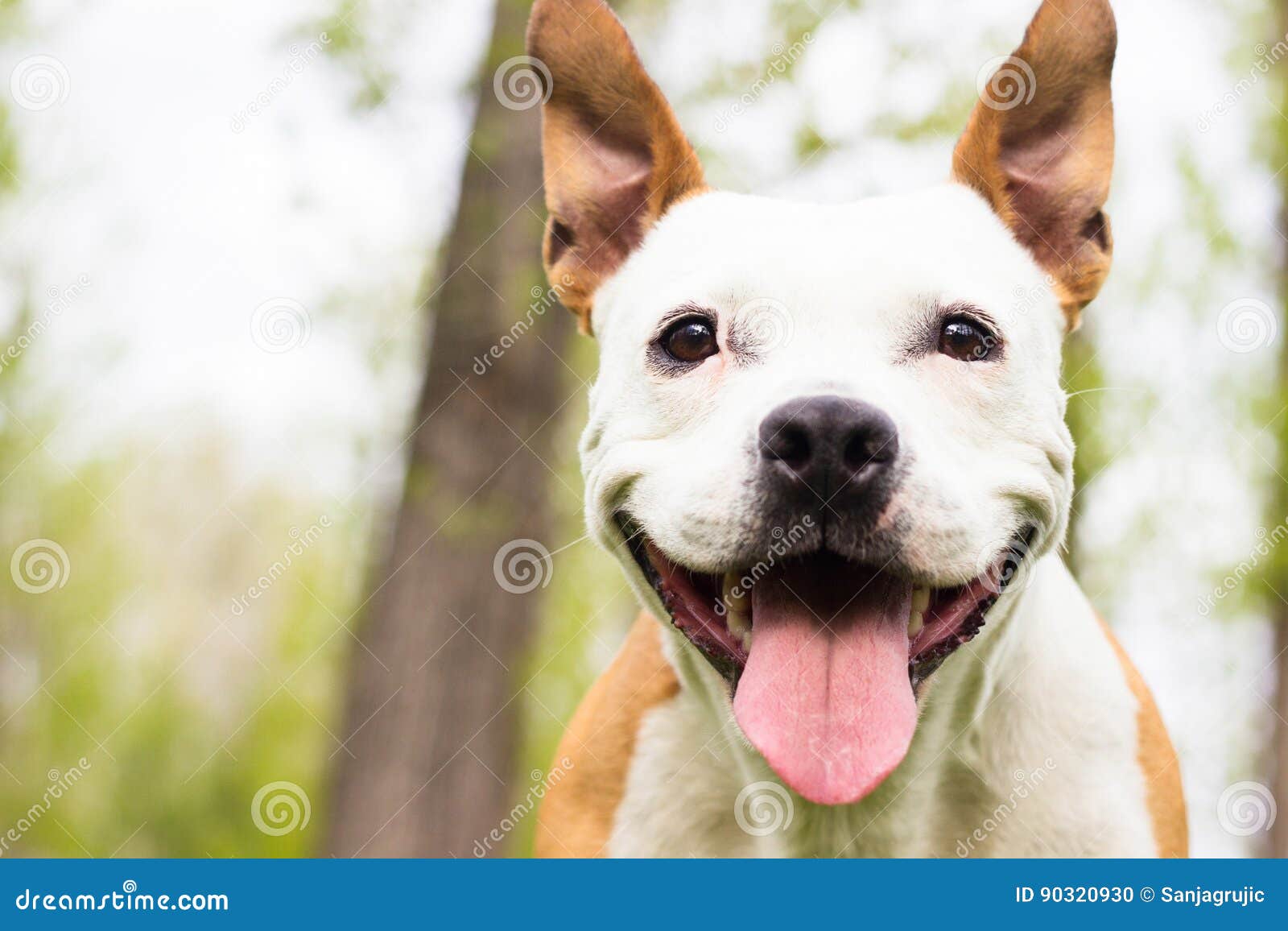 Friendly dog smile stock photo. Image of park, animals - 90320930