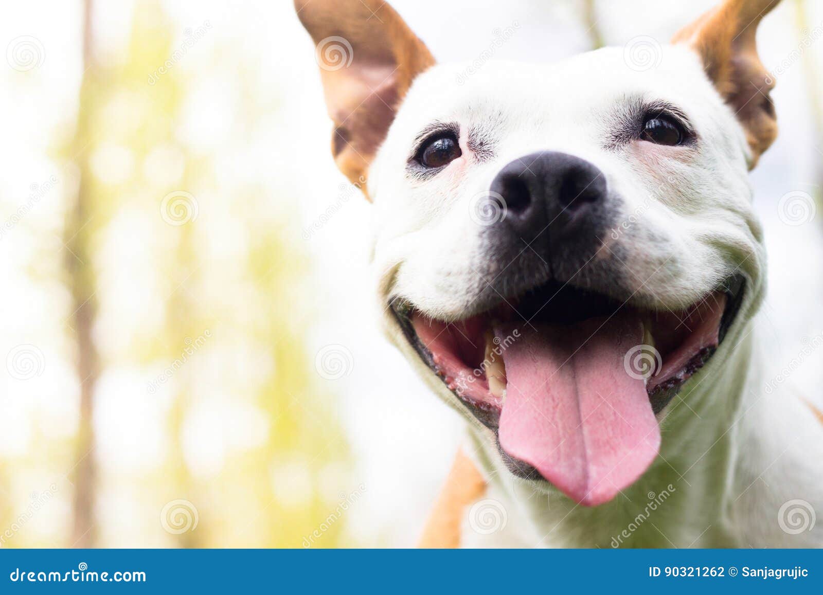 Friendly dog smile stock photo. Image of goodness, open - 90321262