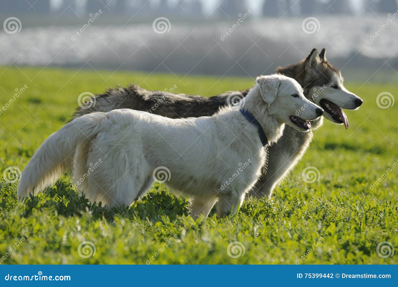 2 friendly dogs stock photo. Image of animal, mouths - 75399442